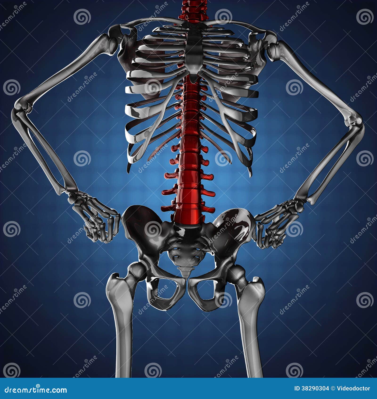 Human Skeleton Model on Blue Background Stock Illustration ...