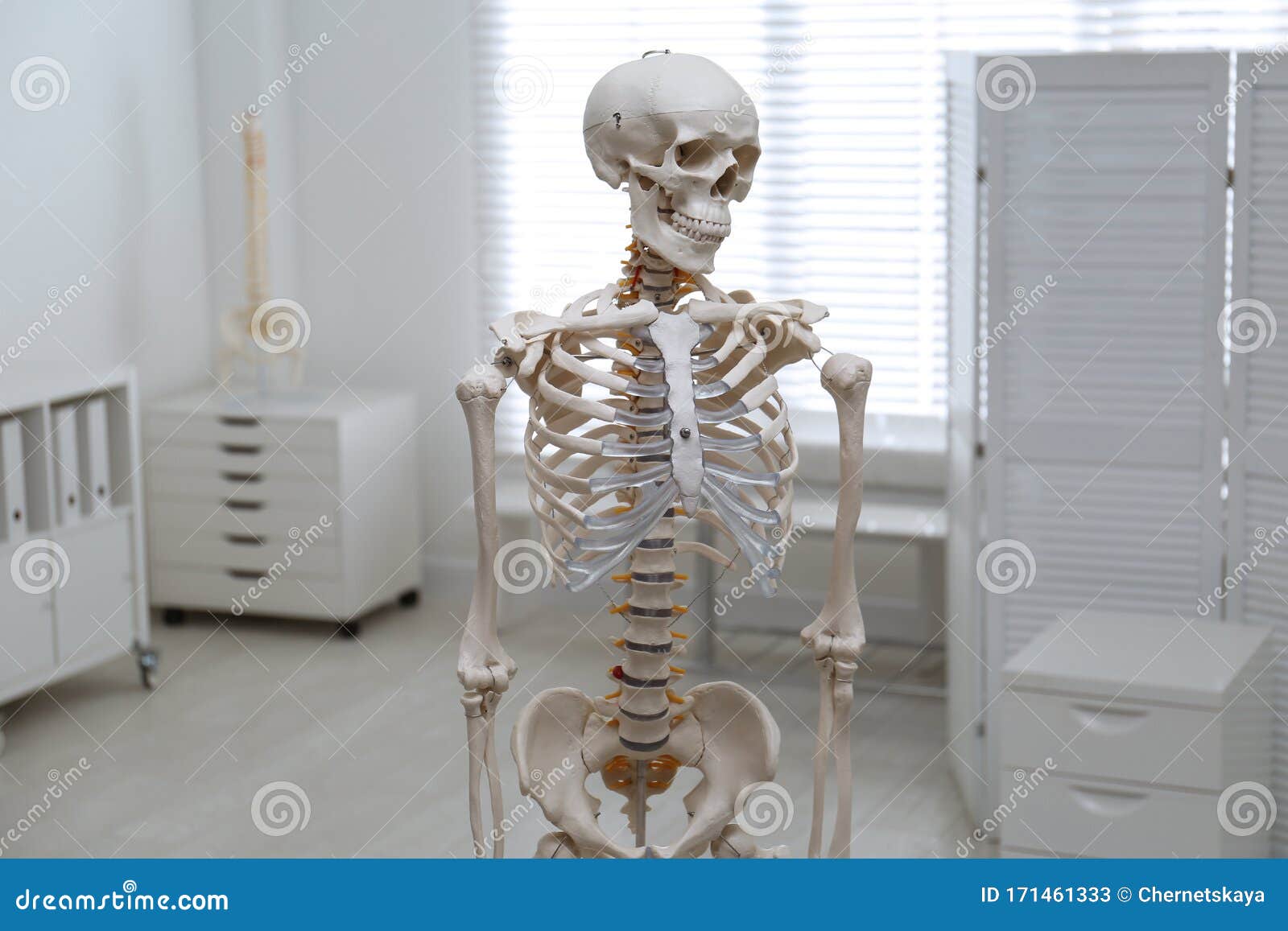 Human Skeleton Model in Orthopedist`s Office Stock Image - Image of ...