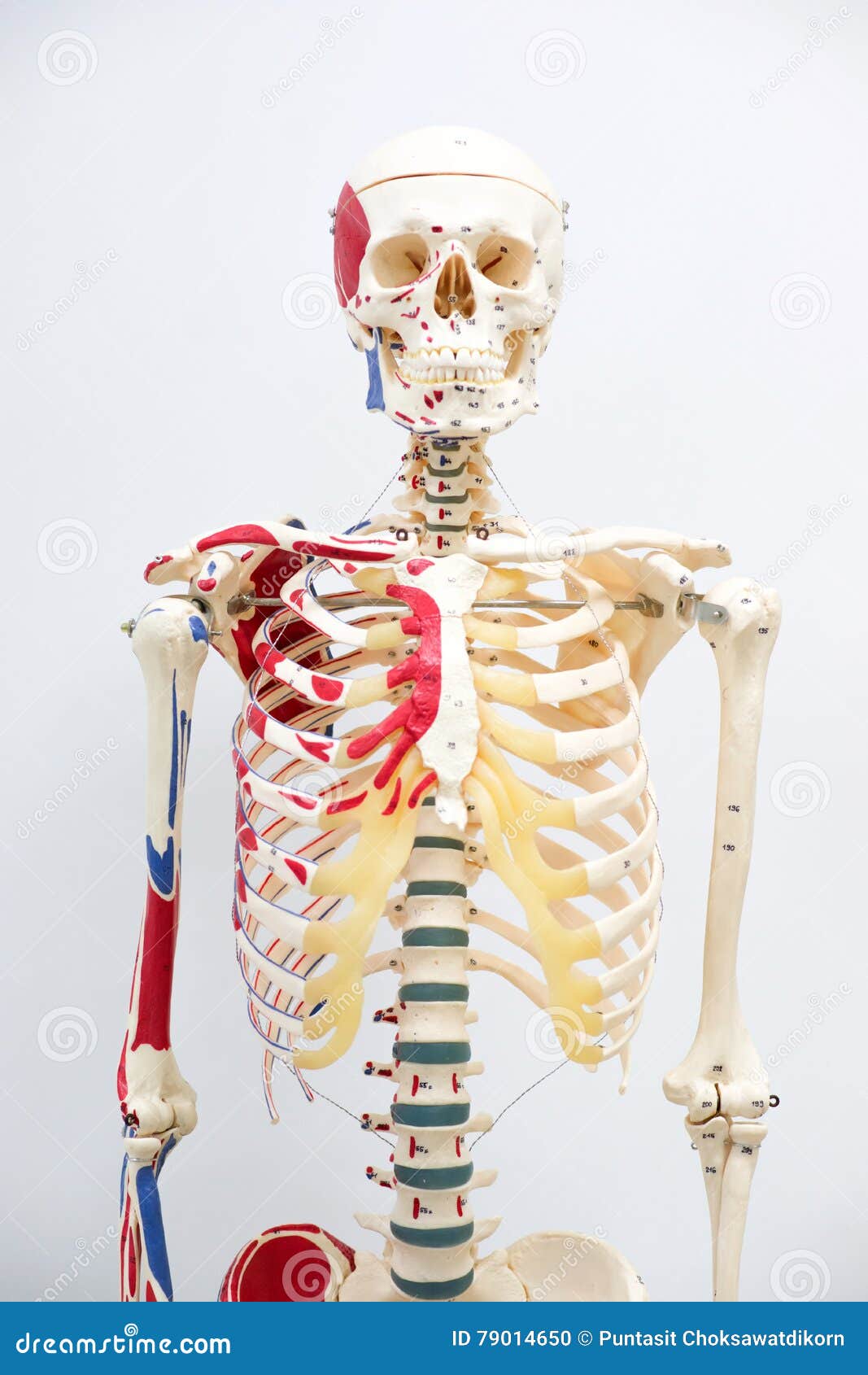 Human skeleton model stock photo. Image of bodybuilding - 79014650