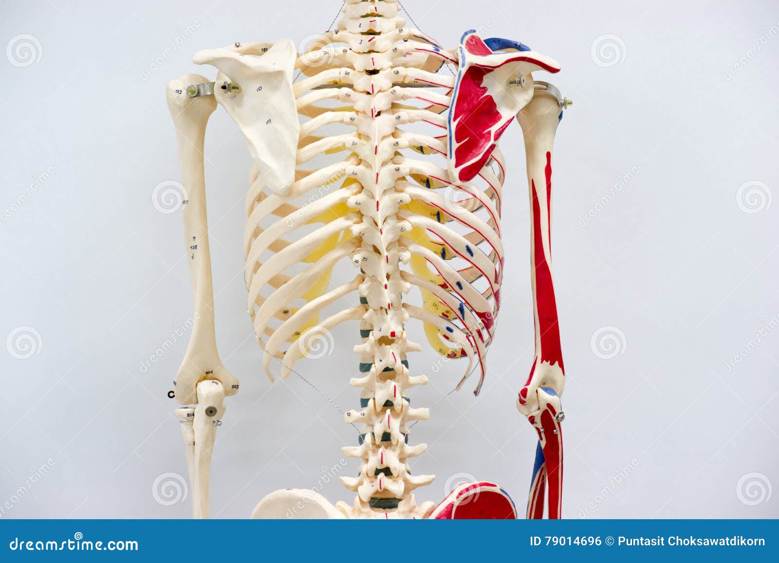 Human skeleton model stock photo. Image of medically - 79014696