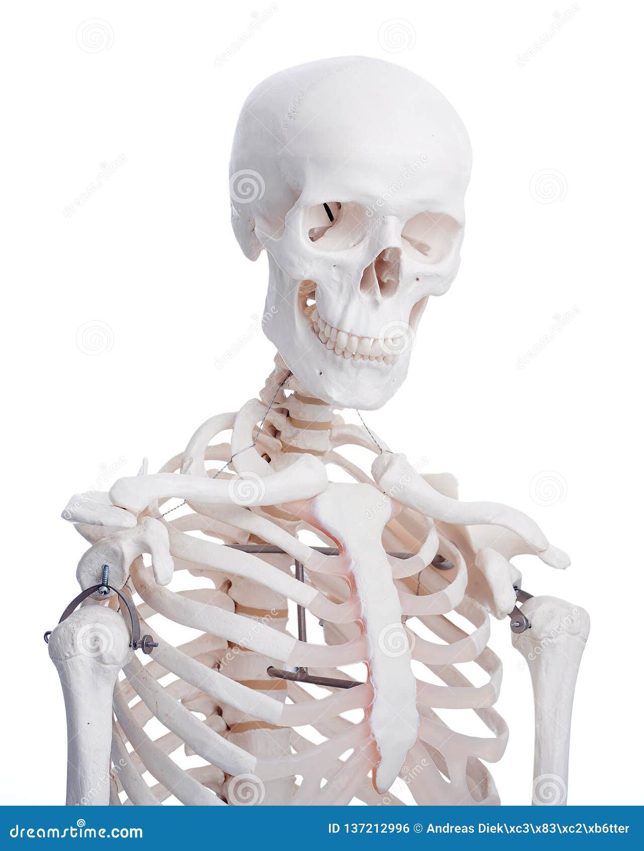 Human Skeleton Model Portrait Stock Photo - Image of portrait, study ...