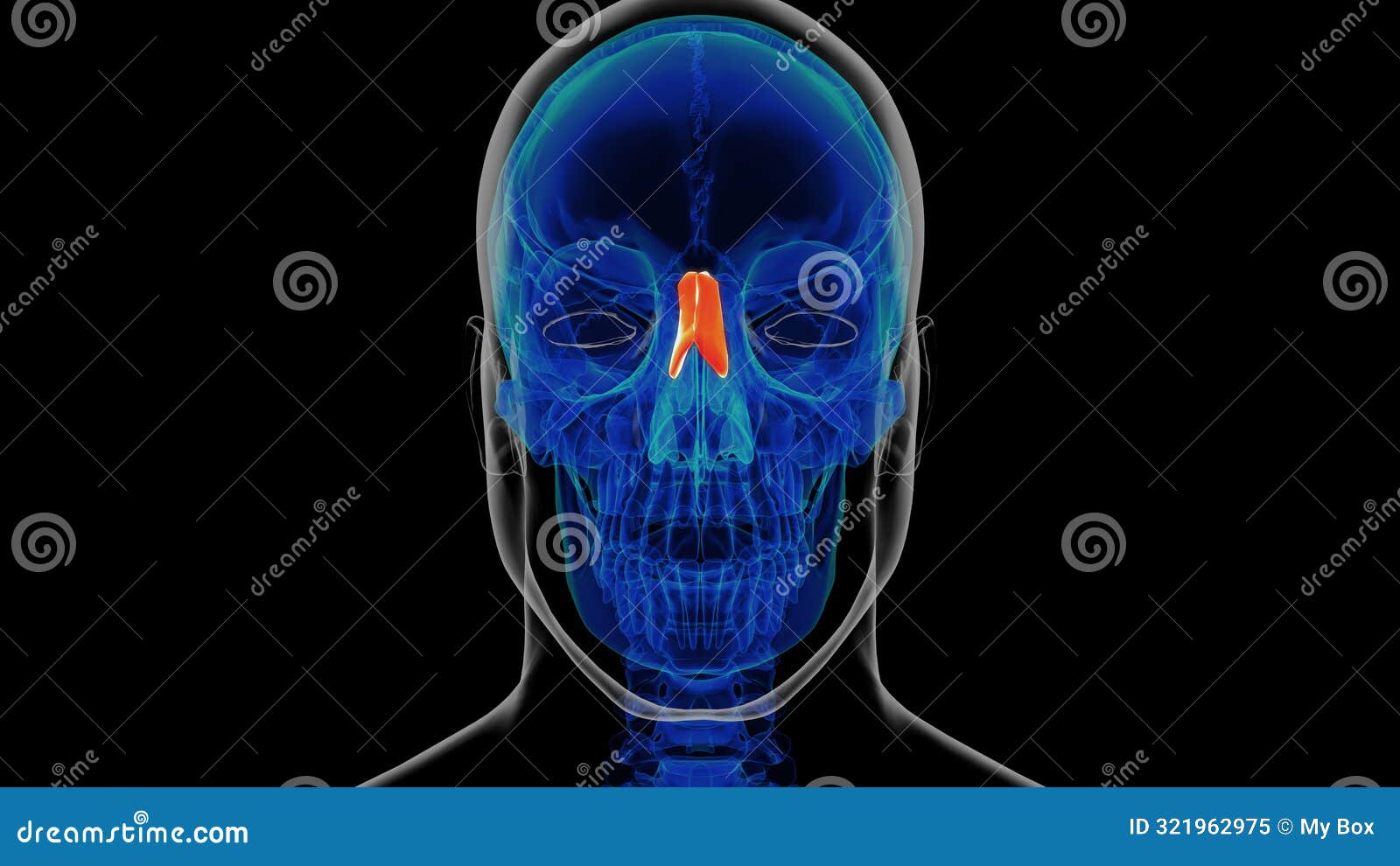 Human Skeleton Nasal Bone Anatomy 3D Rendering Stock Illustration ...