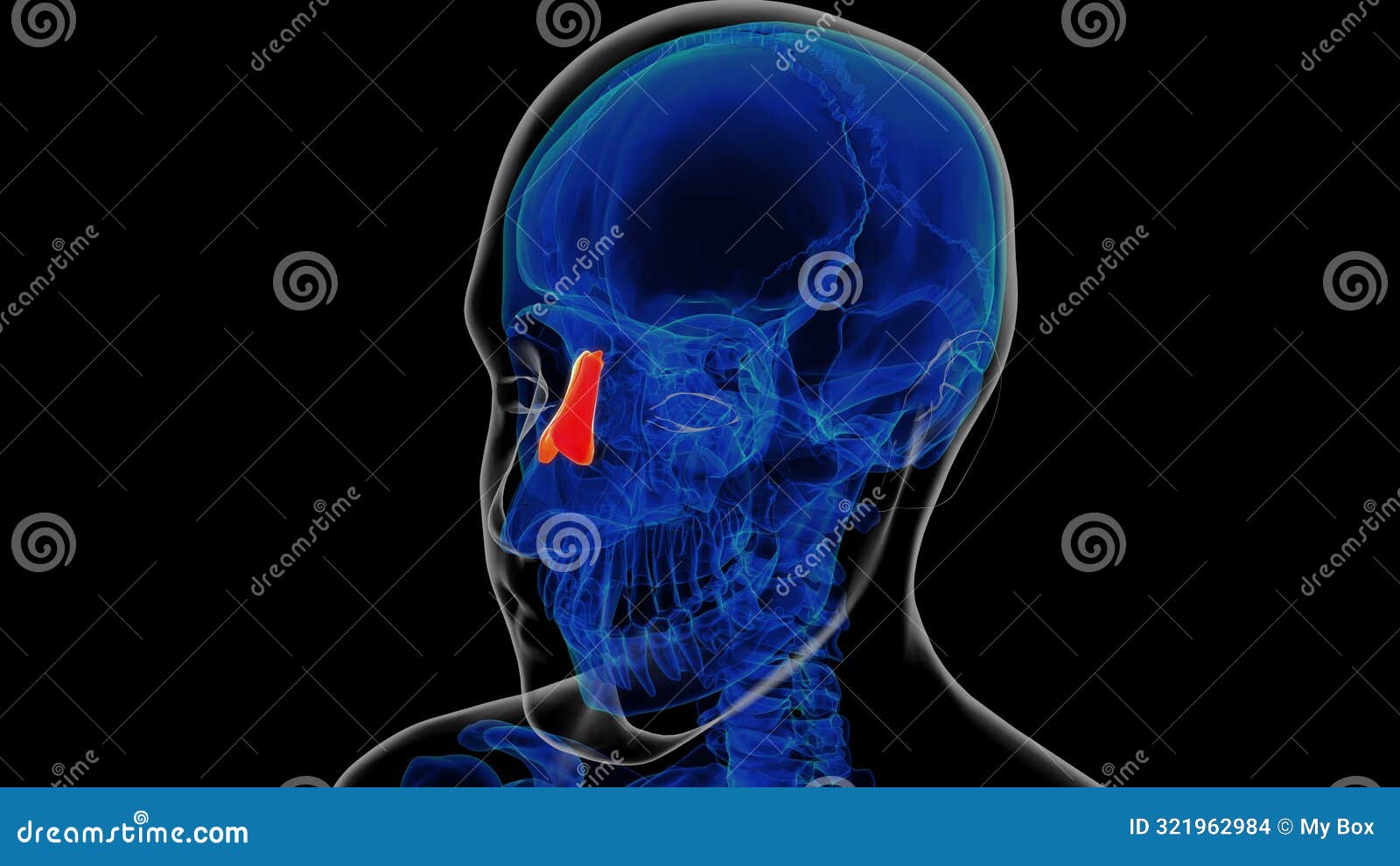 Human Skeleton Nasal Bone Anatomy 3D Rendering Stock Illustration ...