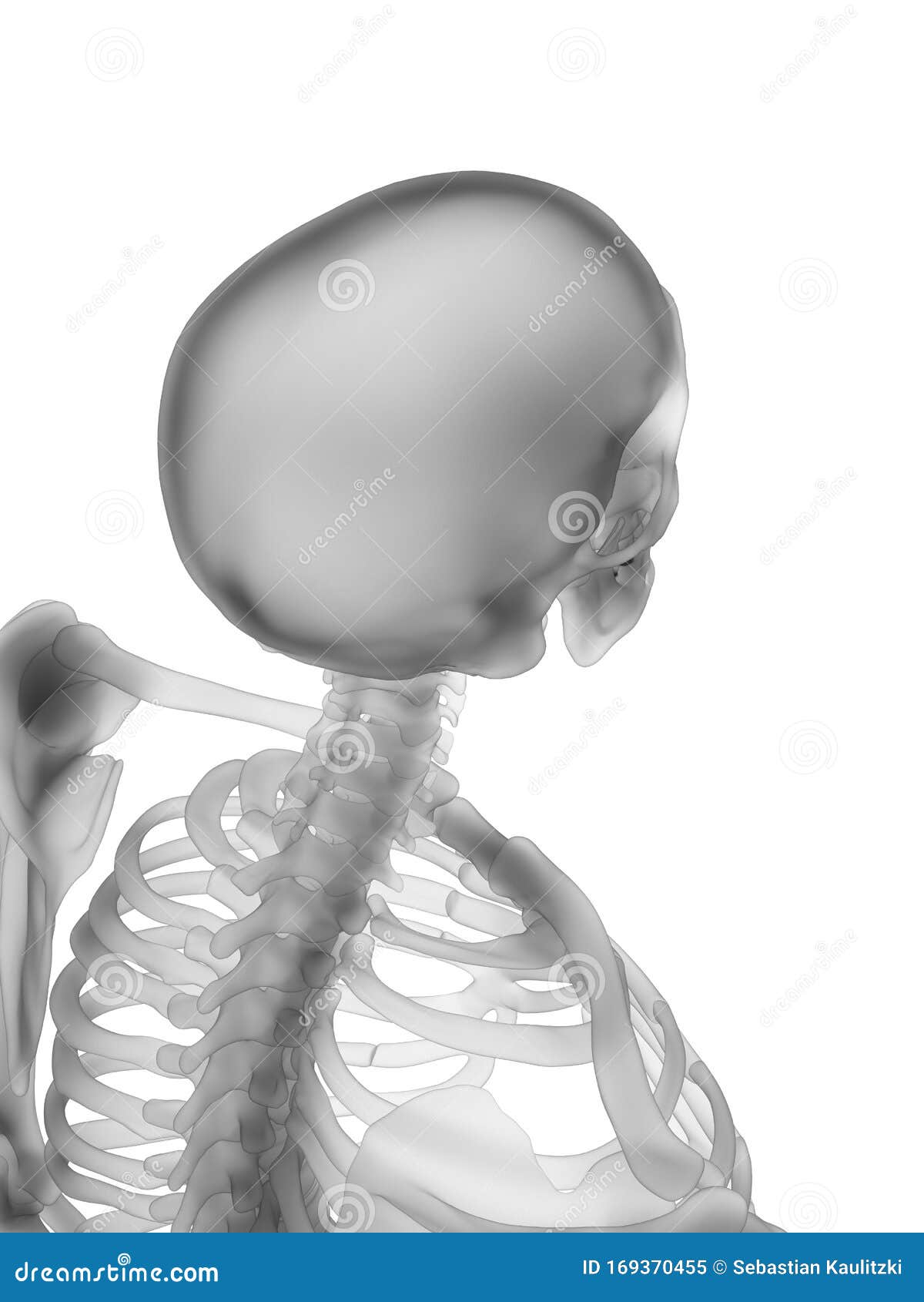The Human Skeleton - the Neck Stock Illustration - Illustration of ...