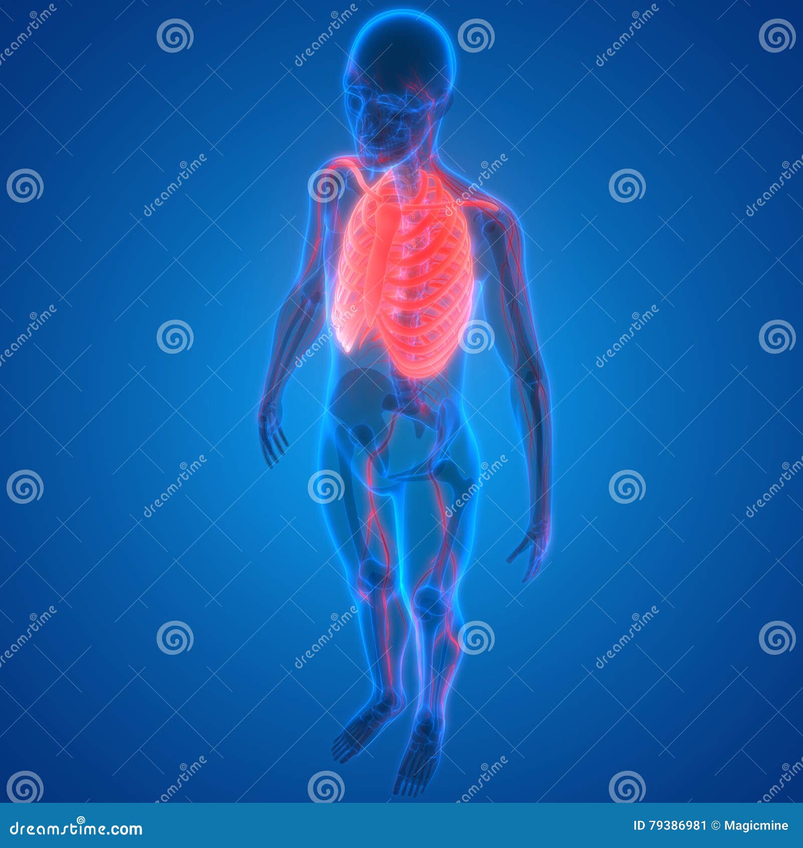 Human Skeleton with Nervous System Stock Illustration - Illustration of ...