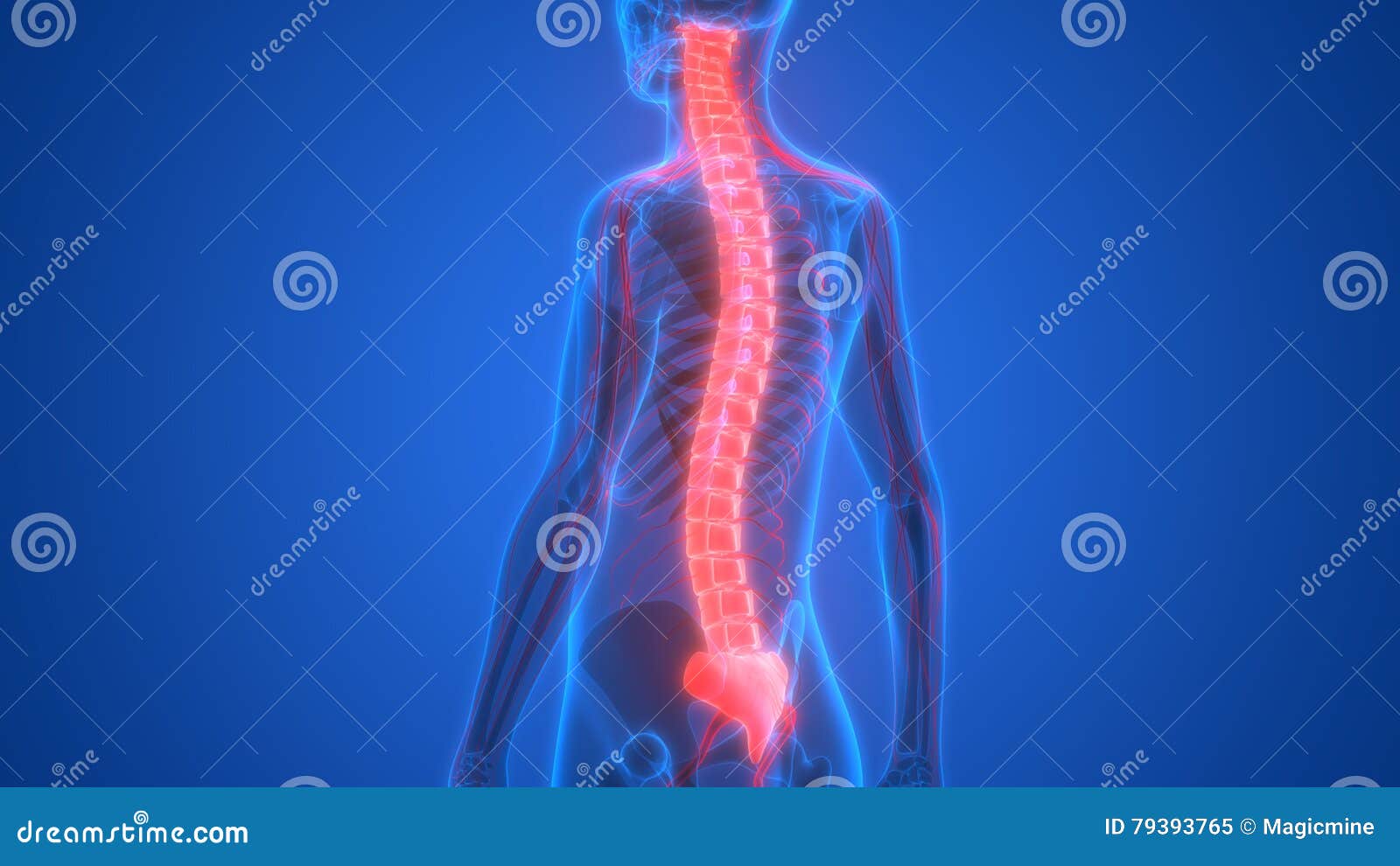 Human Skeleton with Nervous System Stock Illustration - Illustration of ...