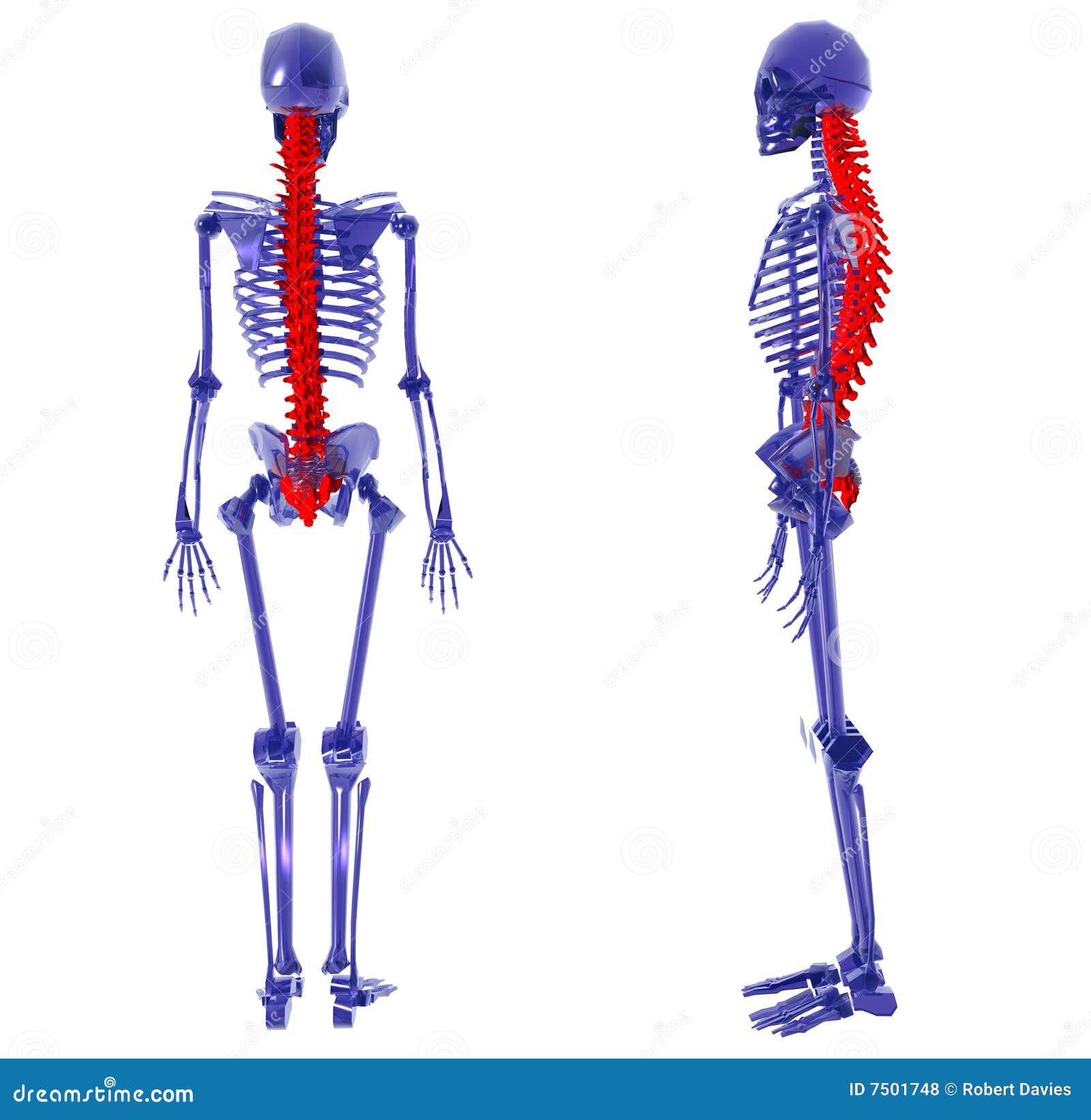 Human Skeleton Over White Bad Back Stock Illustration - Illustration of ...
