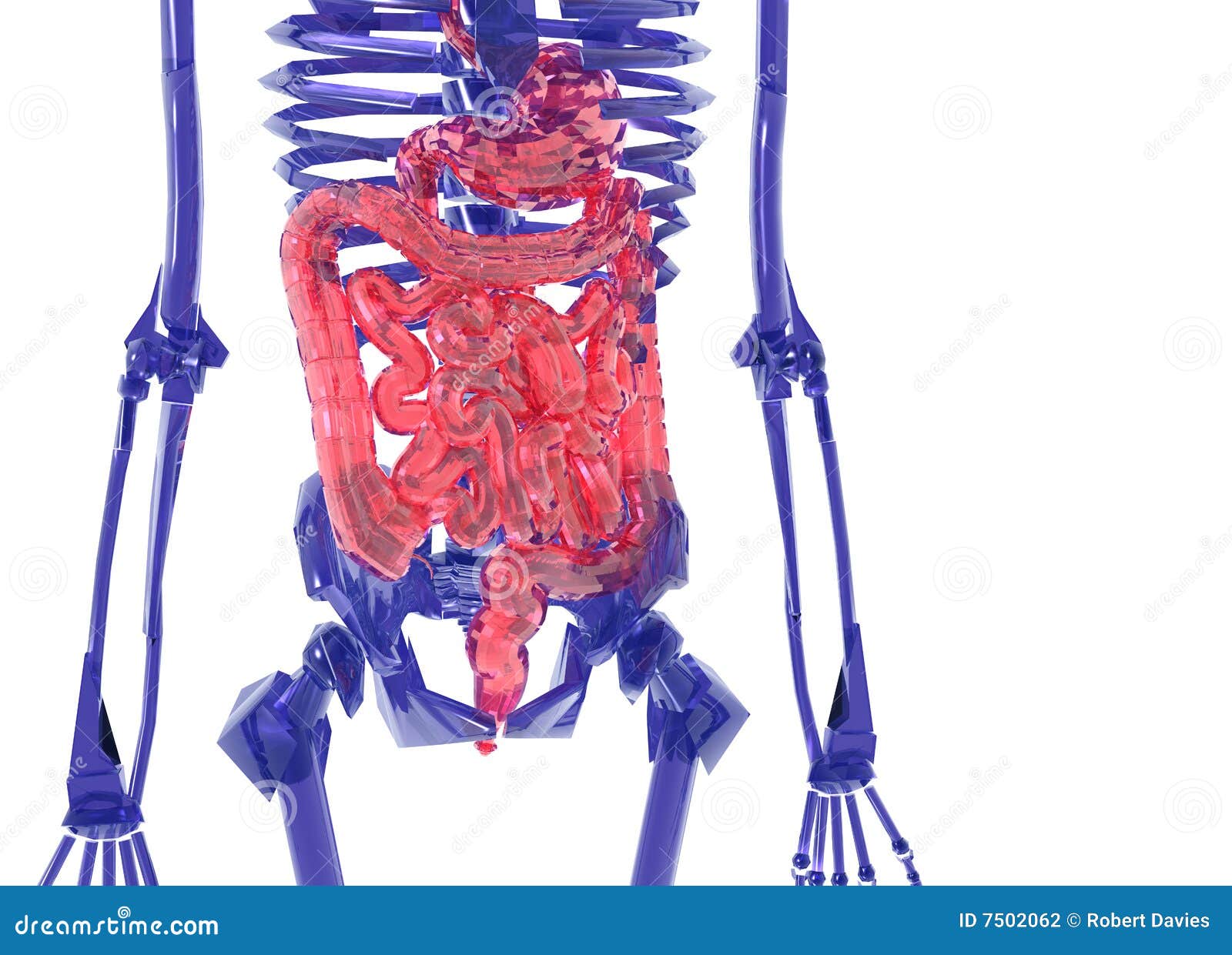 Human Skeleton Over White Bad Stomach Stock Illustration - Illustration ...