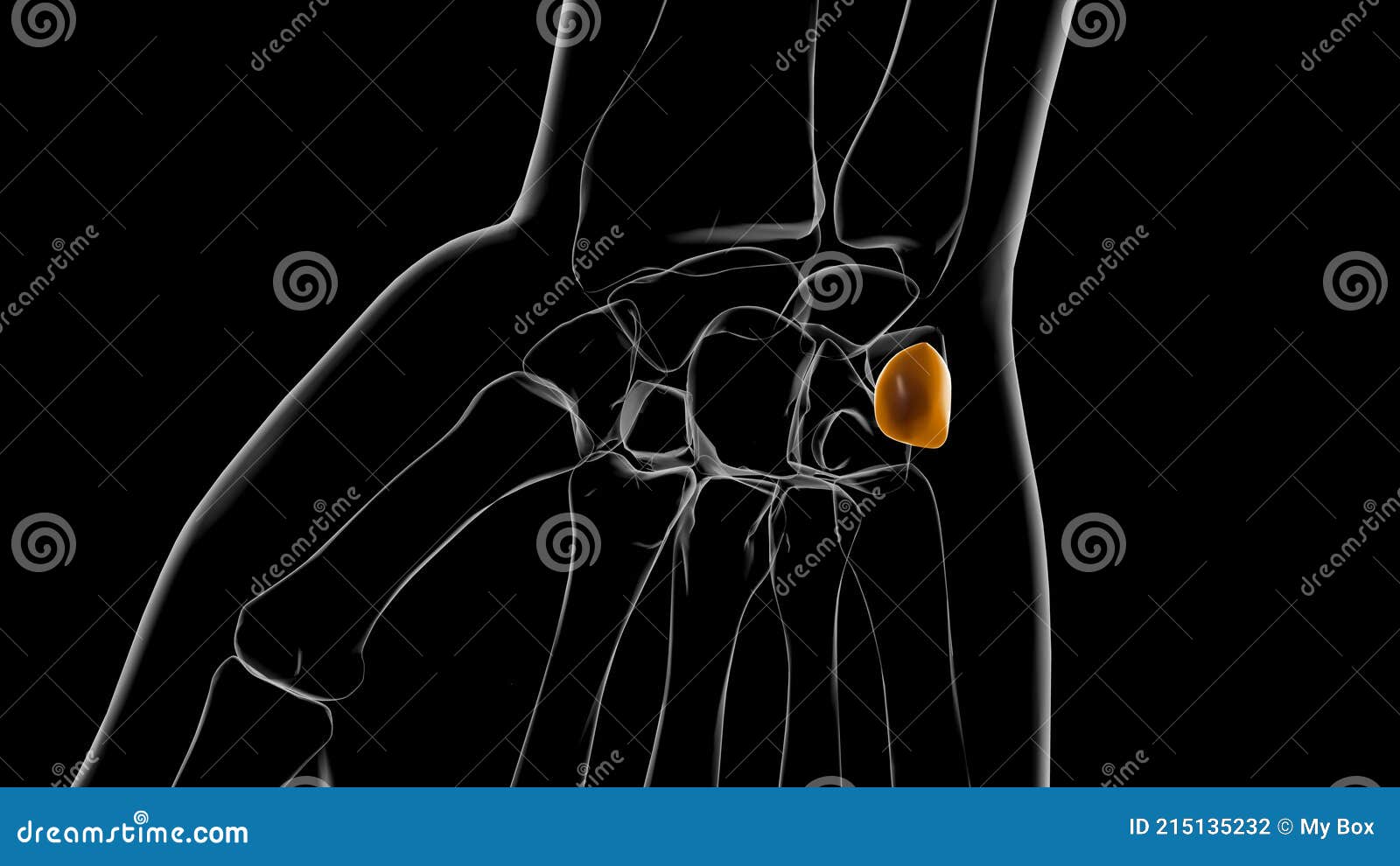 Human Skeleton Pisiform Bone Anatomy 3D Stock Illustration ...