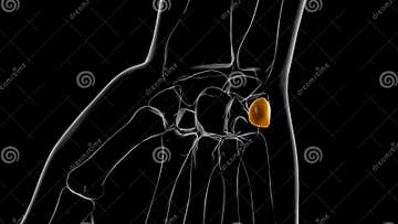 Human Skeleton Pisiform Bone Anatomy 3D Stock Illustration ...