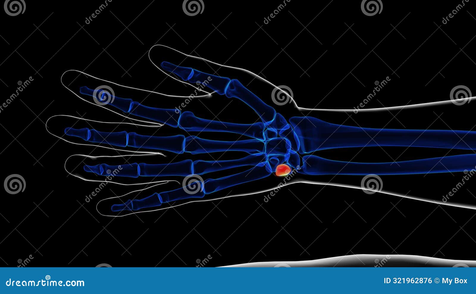 Human Skeleton Pisiform Bone Anatomy 3D Rendering Stock Illustration ...