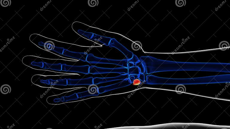 Human Skeleton Pisiform Bone Anatomy 3D Rendering Stock Illustration ...