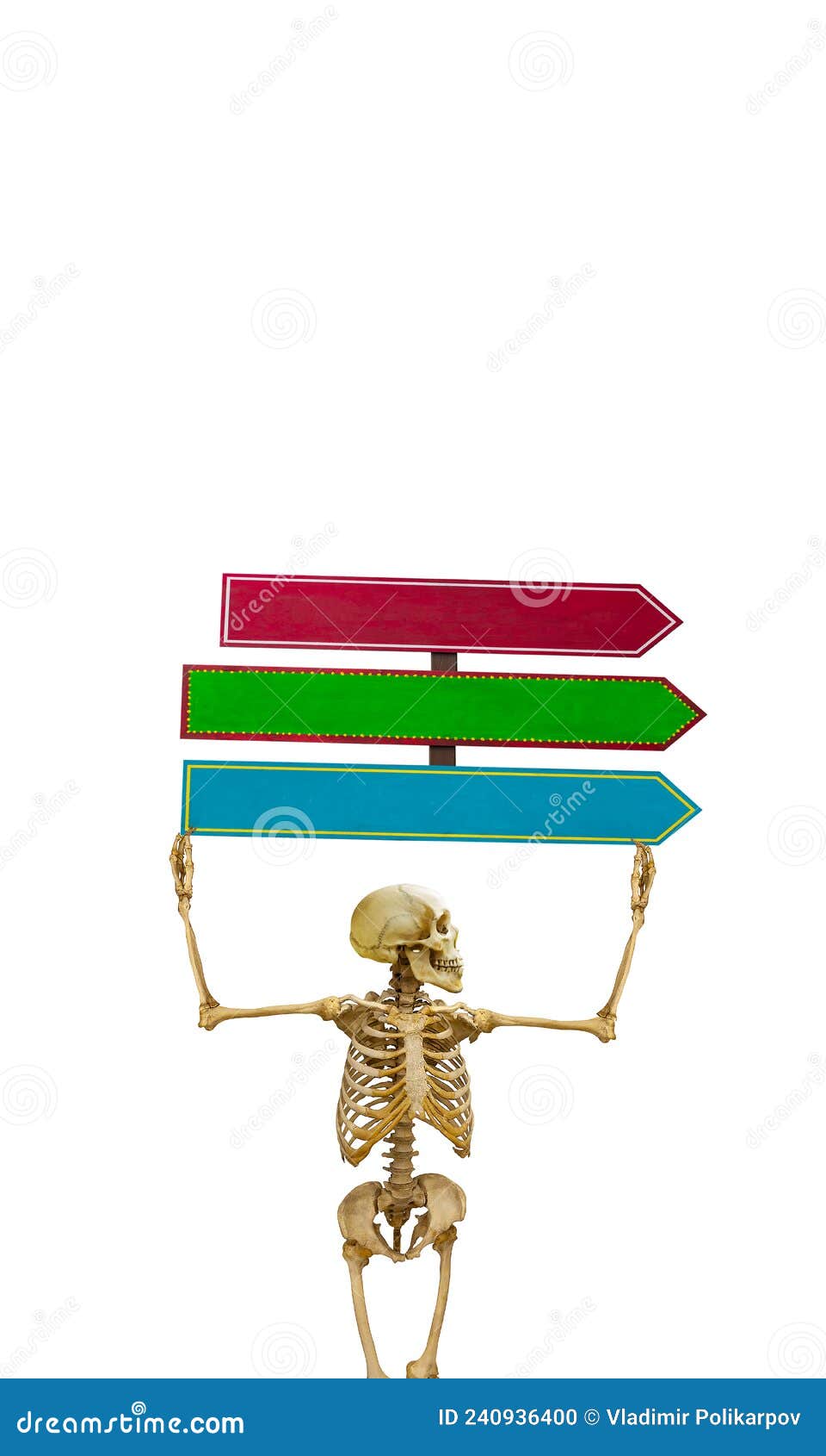 Human Skeleton with Pointers in Isolation on a White Background Stock ...