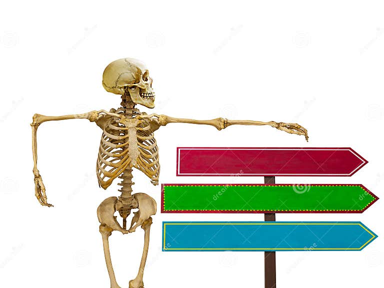 Human Skeleton with Pointers in Isolation on a White Background Stock ...