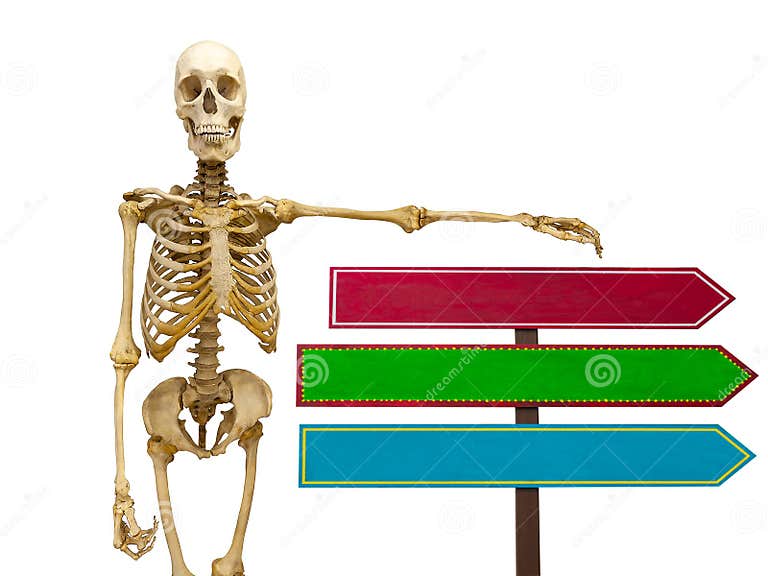 Human Skeleton with Pointers in Isolation on a White Background Stock ...
