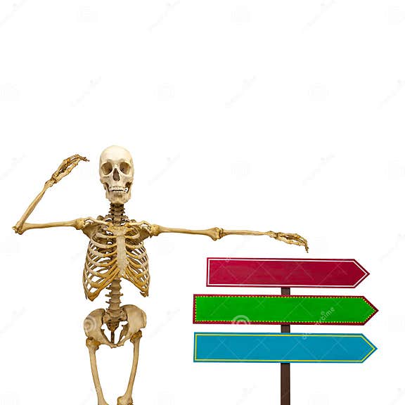 Human Skeleton with Pointers in Isolation on a White Background Stock ...