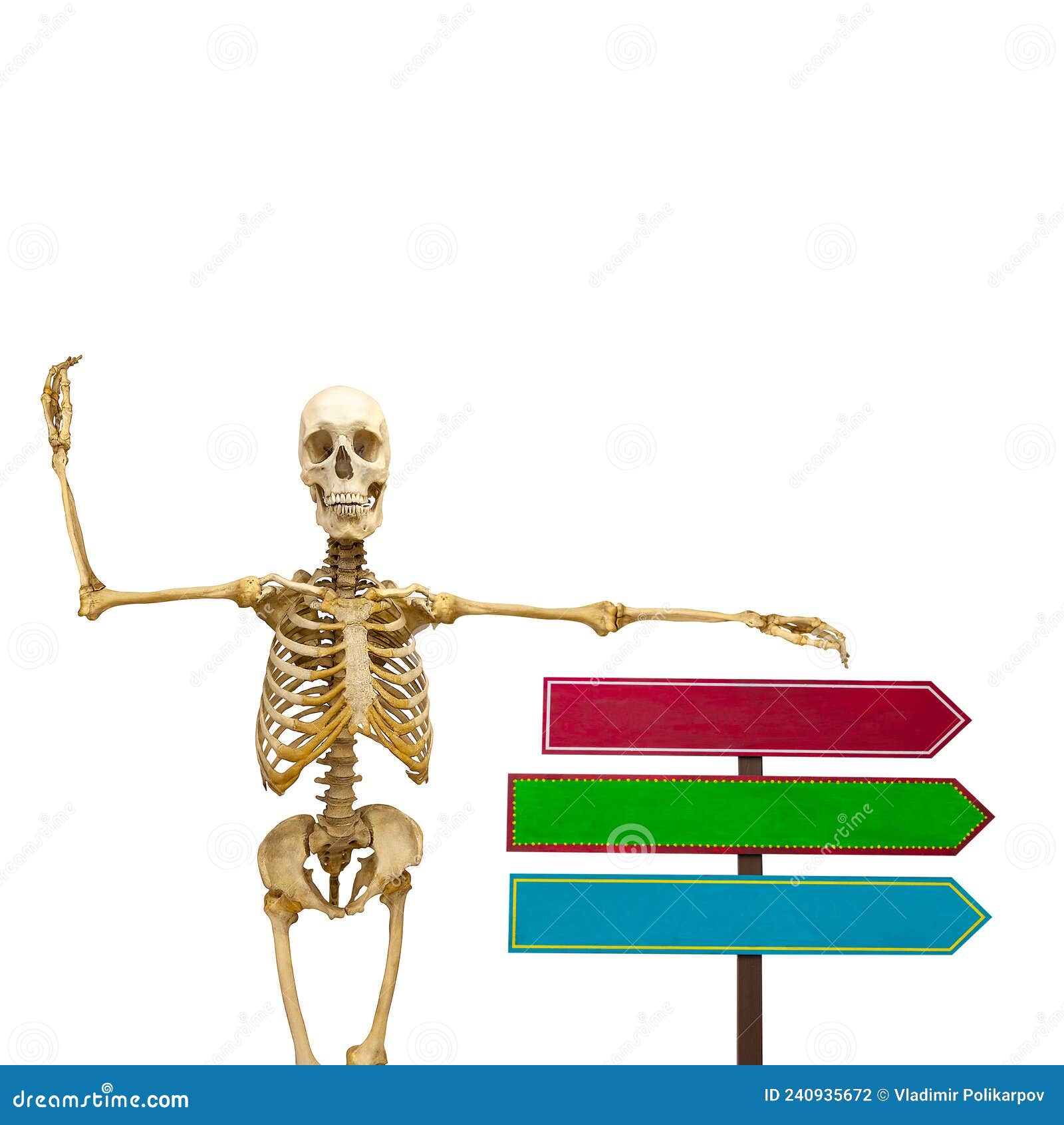 Human Skeleton with Pointers in Isolation on a White Background Stock ...