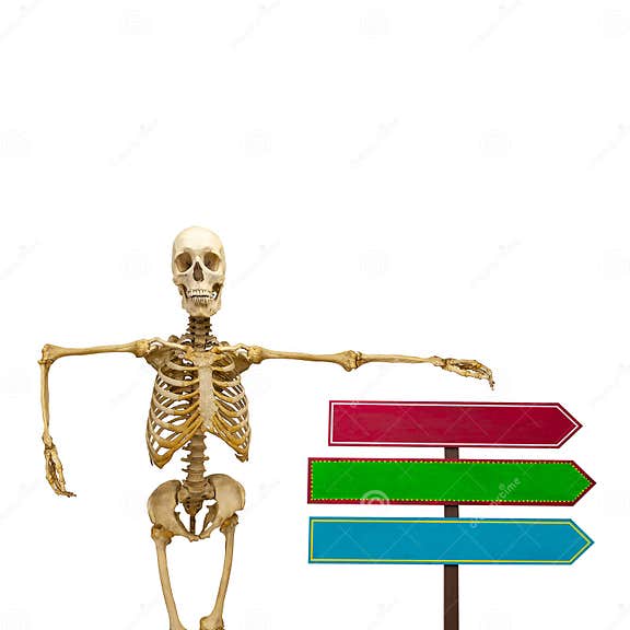 Human Skeleton with Pointers in Isolation on a White Background Stock ...