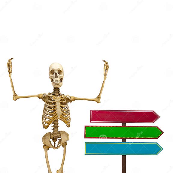 Human Skeleton with Pointers in Isolation on a White Background Stock ...