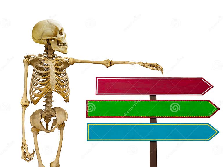 Human Skeleton with Pointers in Isolation on a White Background Stock ...