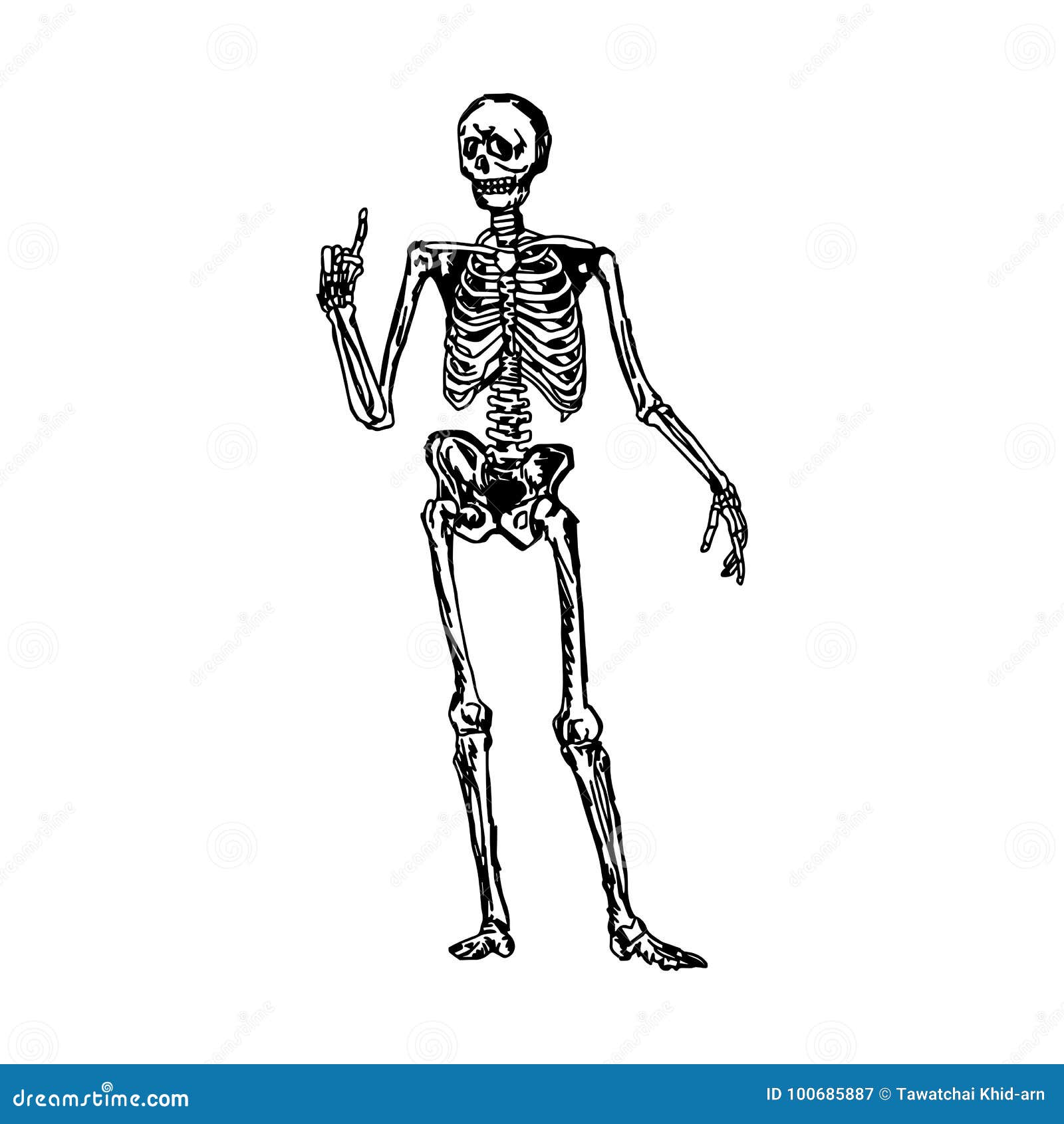 Human Skeleton Pointing Up Or Explaining Something Vector Illustration ...