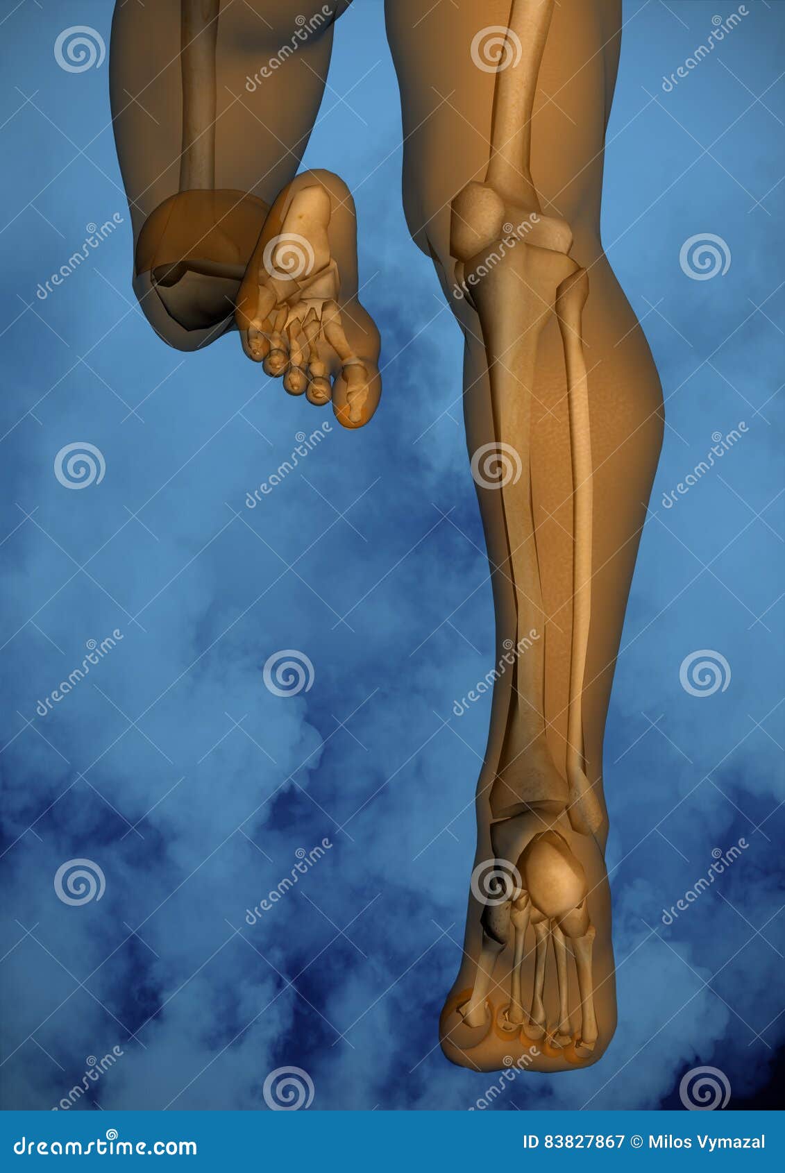 Human skeleton stock illustration. Illustration of bone - 83827867