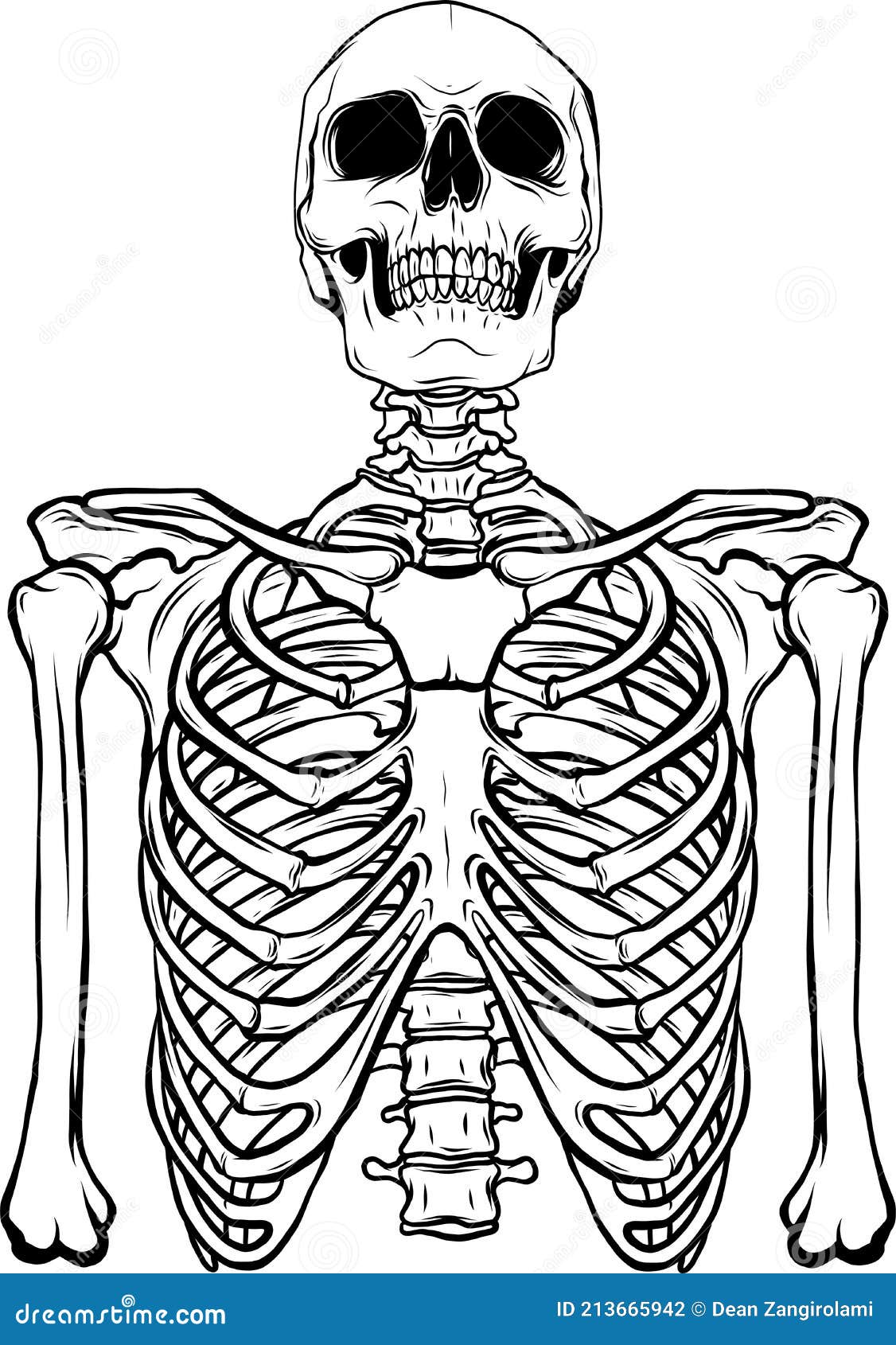 Draw In Black And White Of Human Skeleton On White Background Vector Illustration Stock Vector