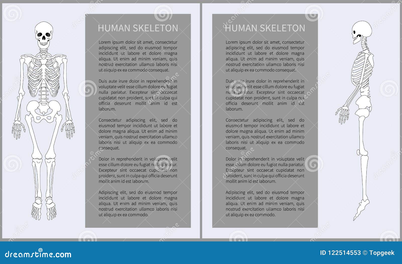 Human Skeleton Posters Set Vector Illustration Stock Vector ...
