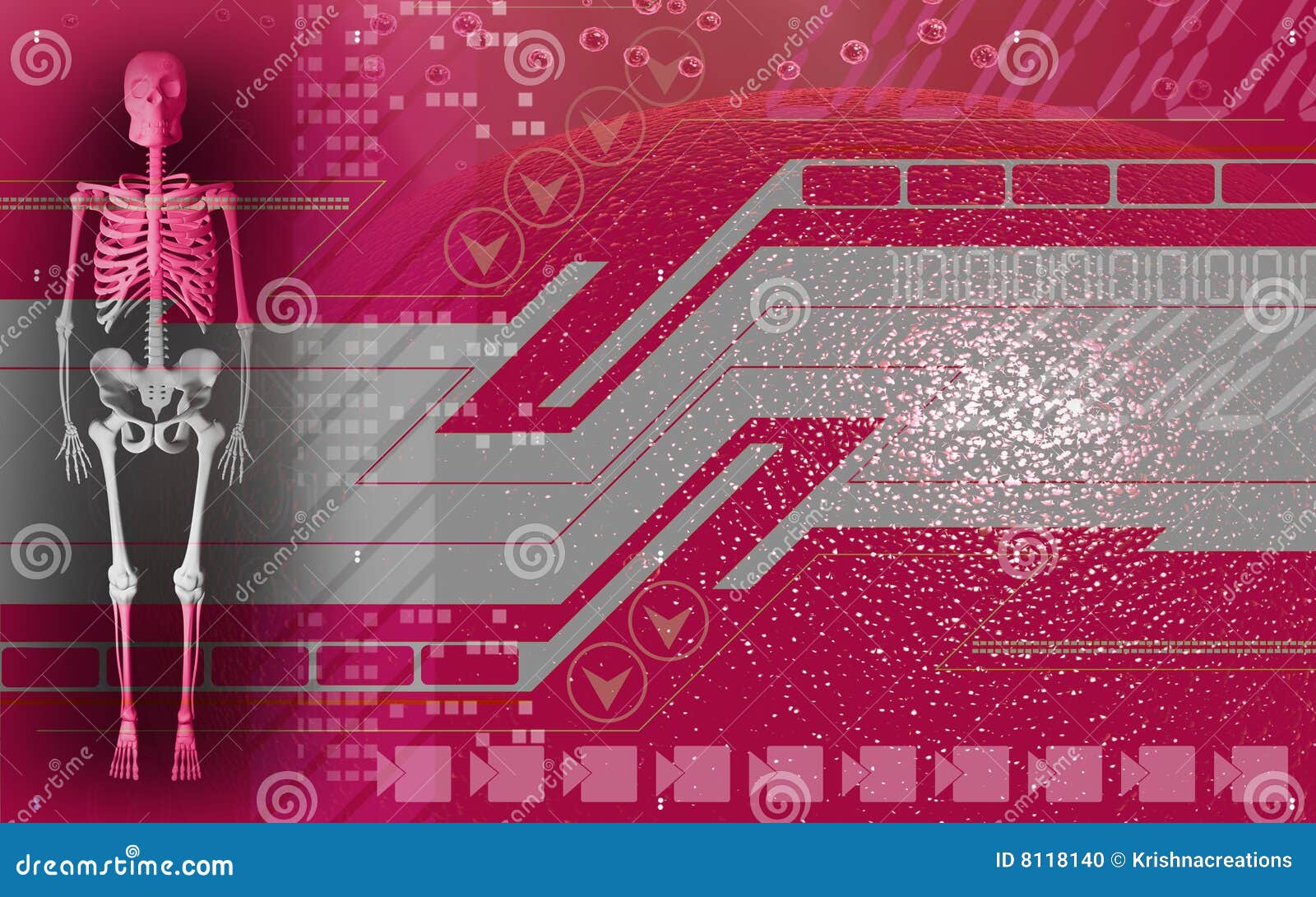 Human Skeleton in Red Colour Stock Illustration - Illustration of ...