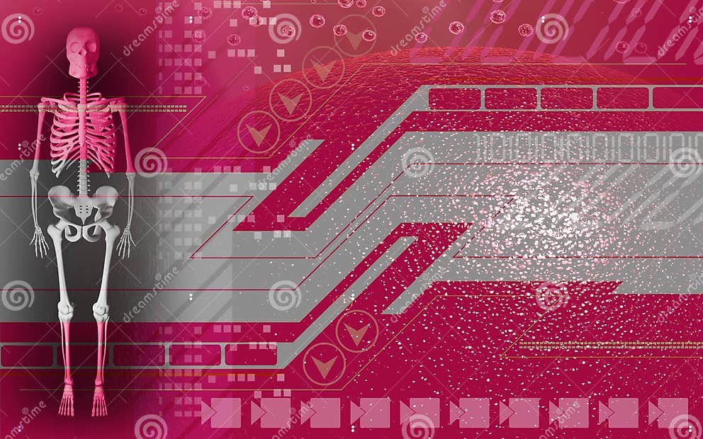 Human Skeleton in Red Colour Stock Illustration - Illustration of ...