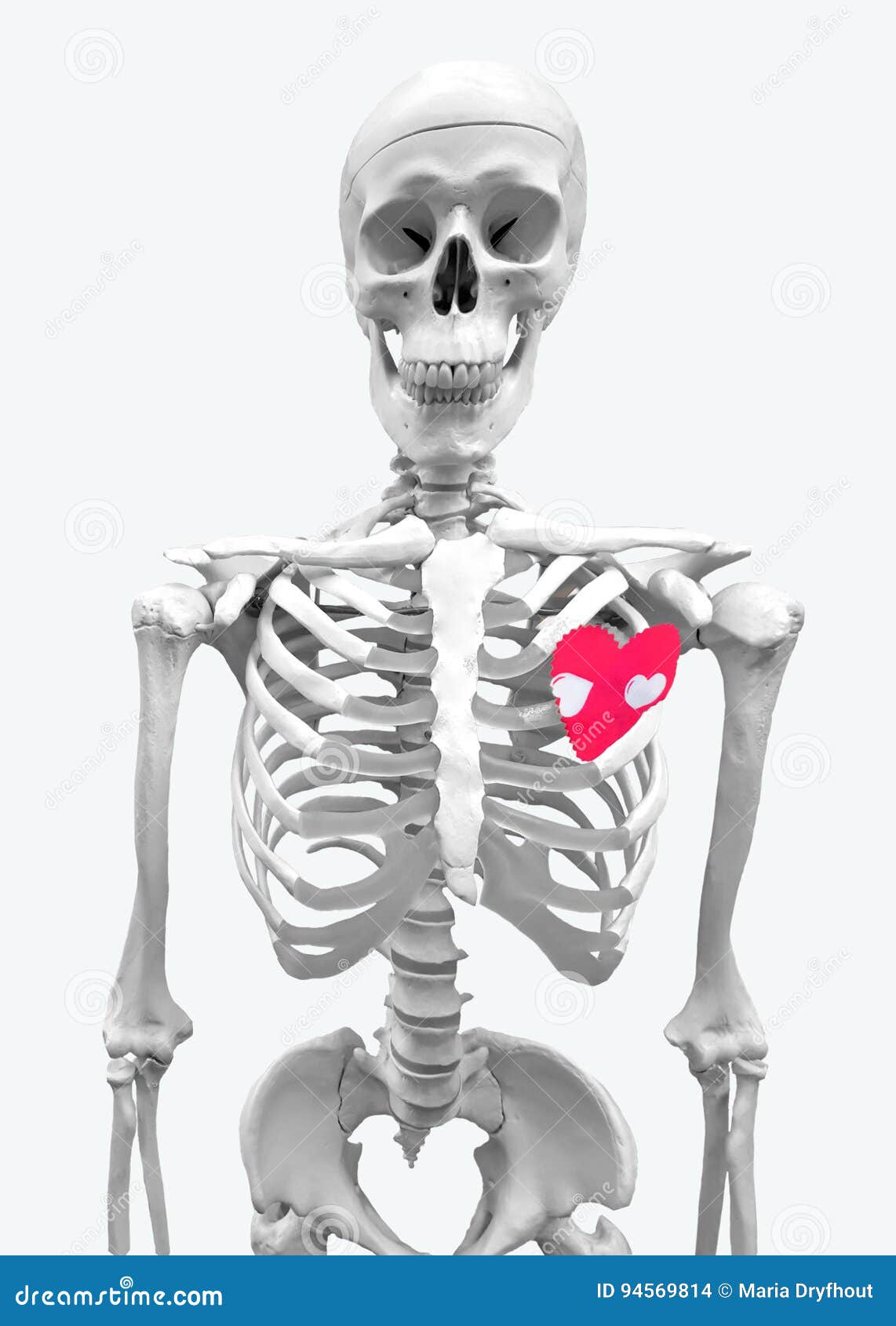 Human Skeleton with Red Heart Stock Photo - Image of heart, fabric ...