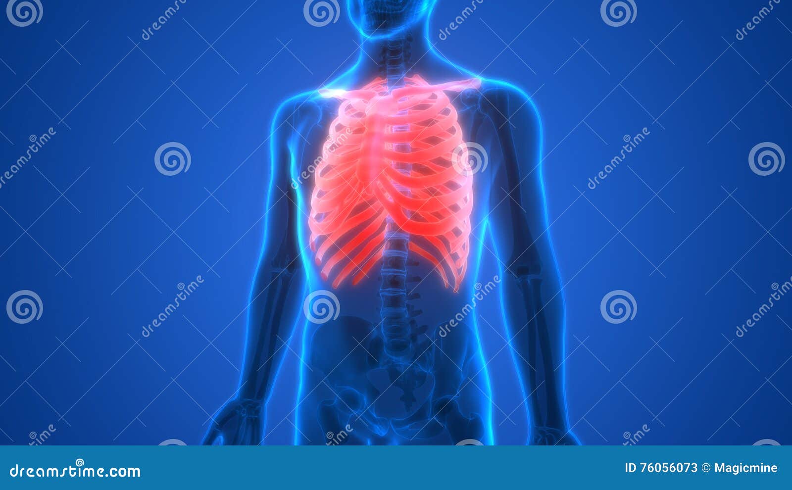 Human Skeleton Ribs Anatomy Stock Illustration - Illustration of skin ...