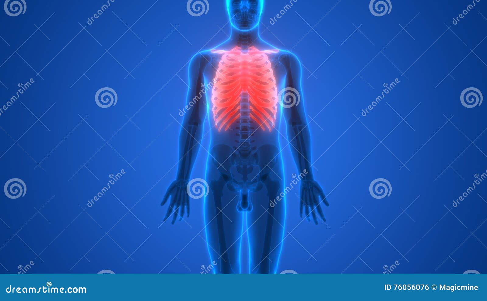 Human Skeleton Ribs Anatomy Stock Illustration - Illustration of joints ...