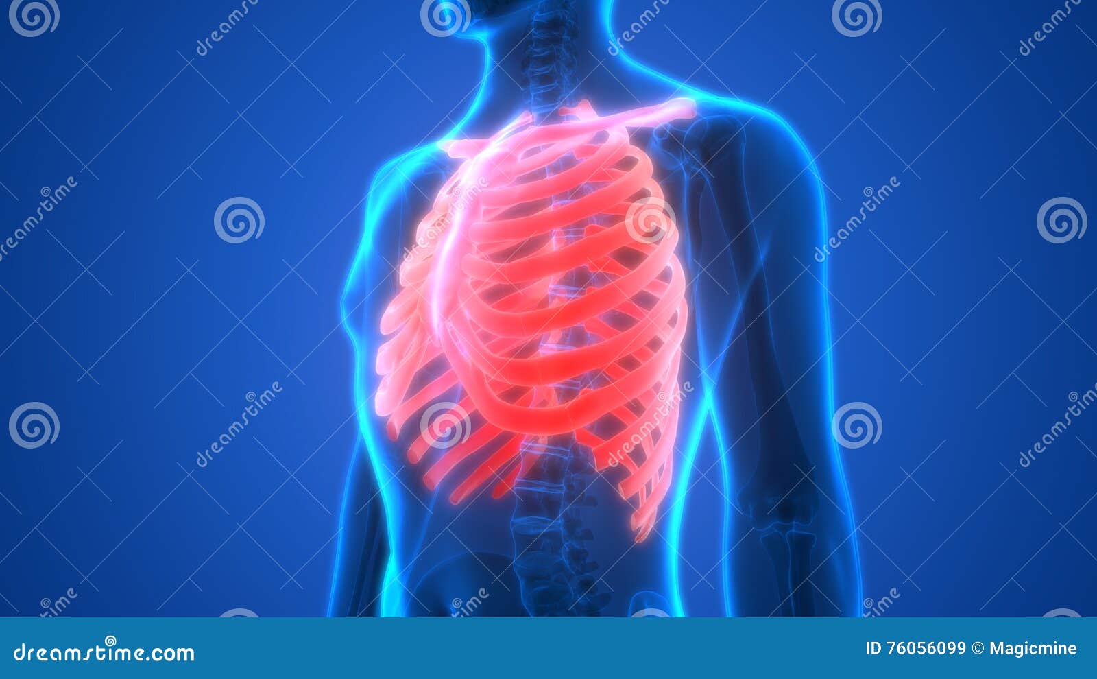 Human Skeleton Ribs Anatomy Royalty-Free Stock Photo | CartoonDealer ...