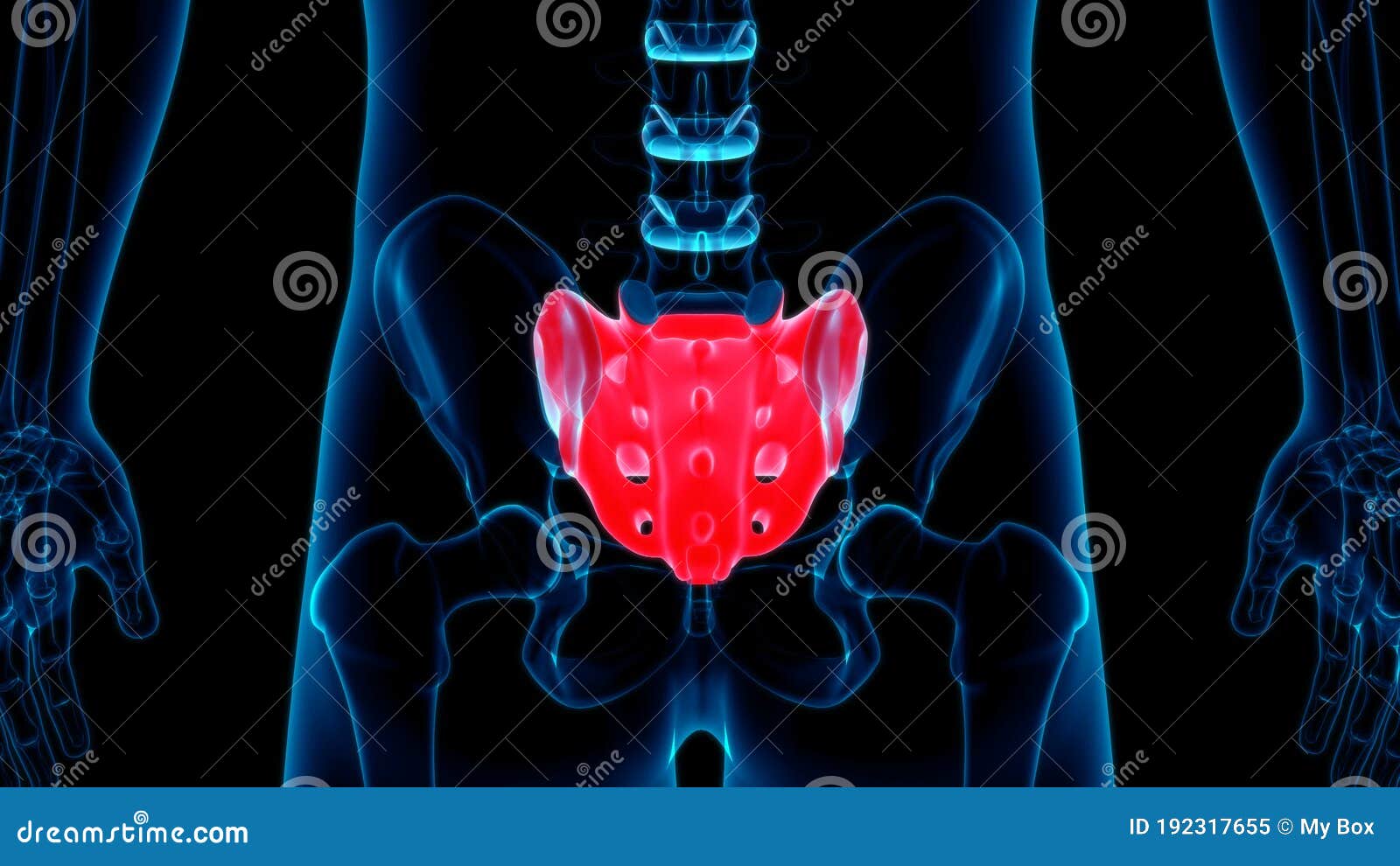 Human Skeleton Sacral Bone Anatomy Loopable 3D Illustration Stock Video ...