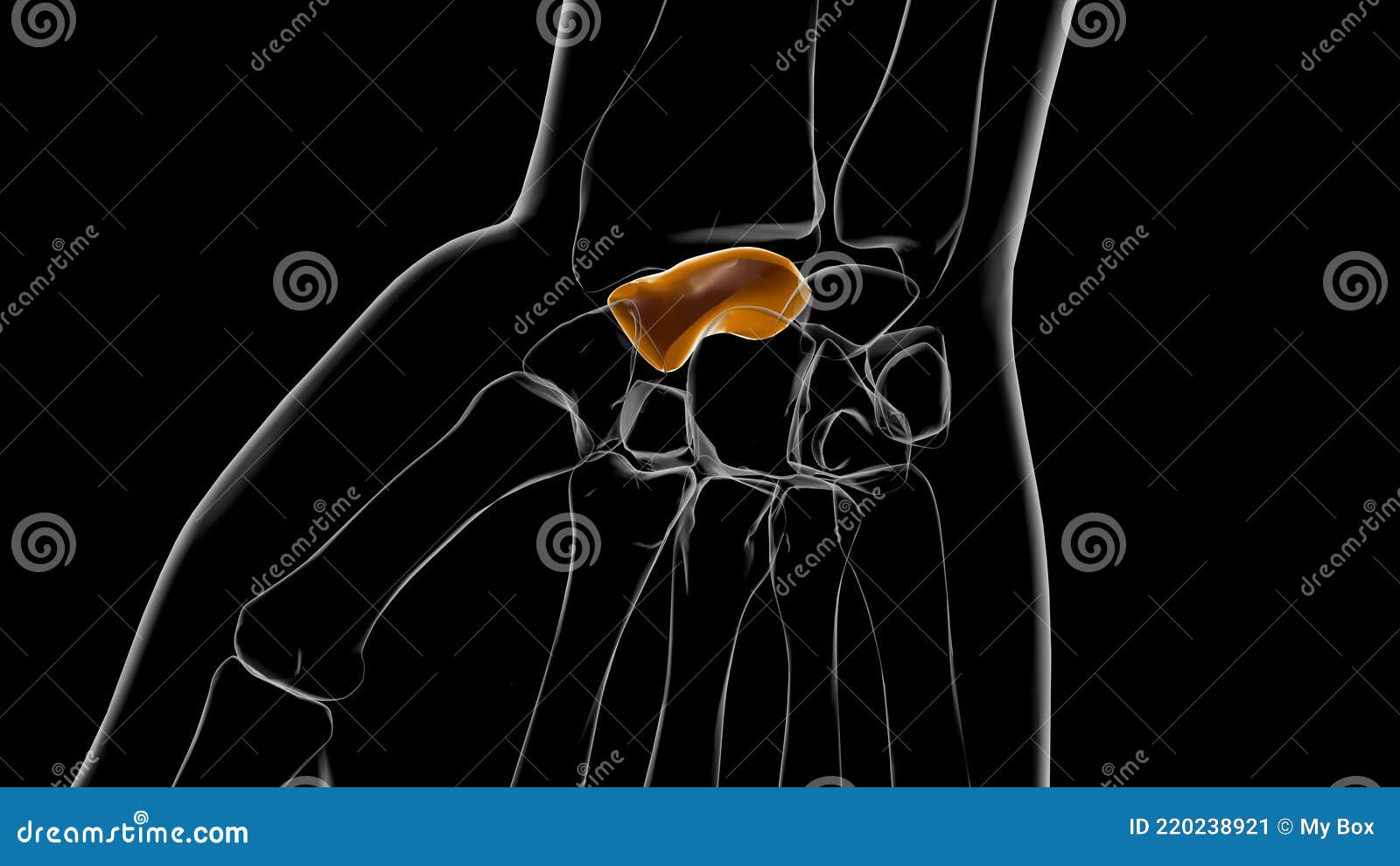 Human Skeleton Scaphoid Anatomy 3D Stock Illustration - Illustration of ...