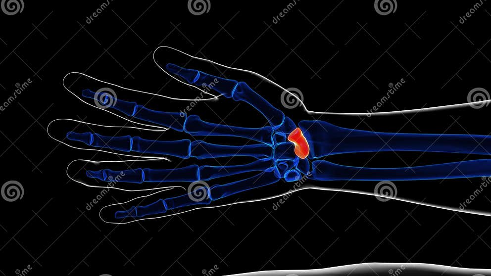 Human Skeleton Scaphoid Bone Anatomy 3D Rendering Stock Illustration ...