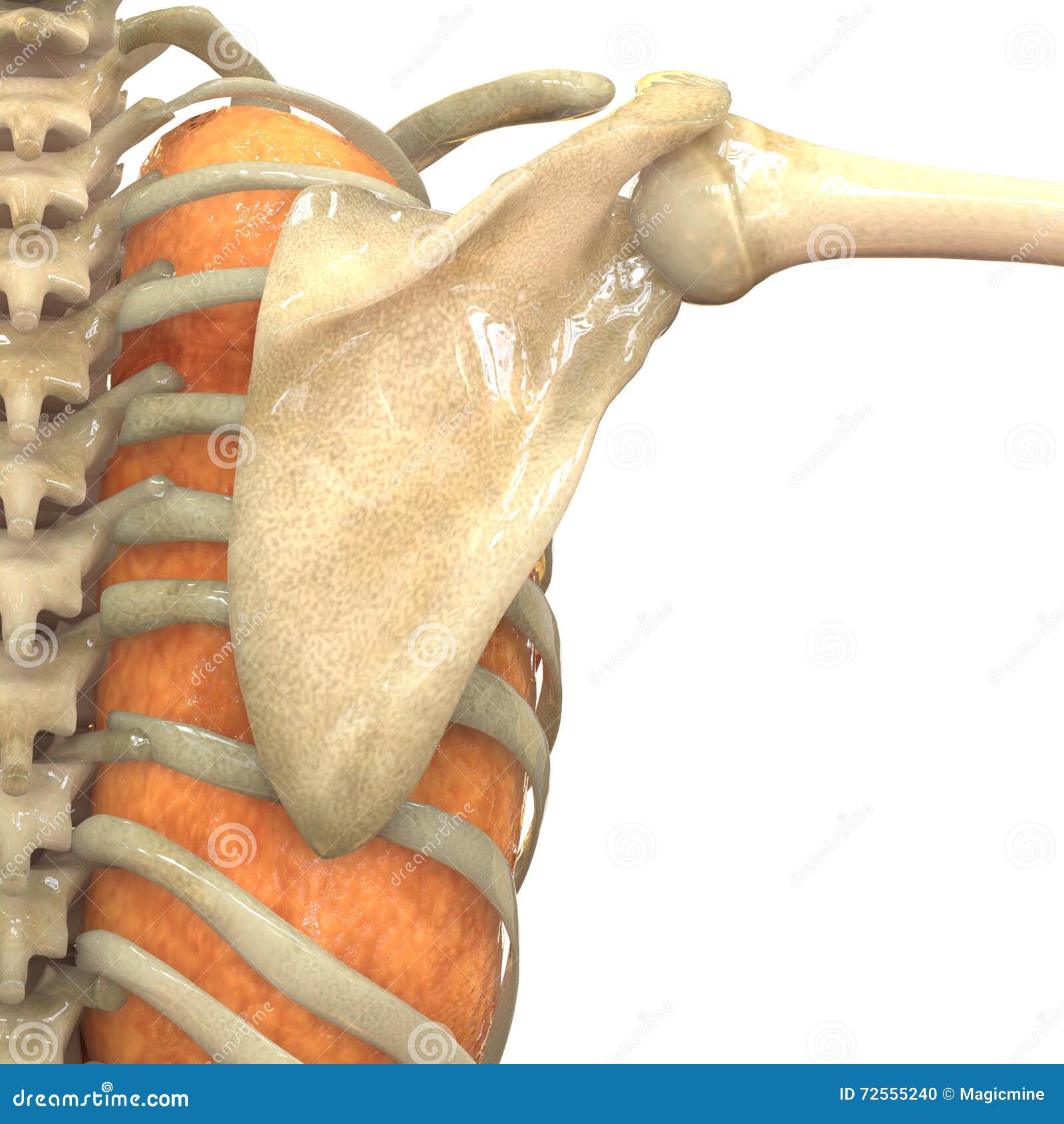 Human Skeleton Scapula with Lungs Stock Illustration - Illustration of ...