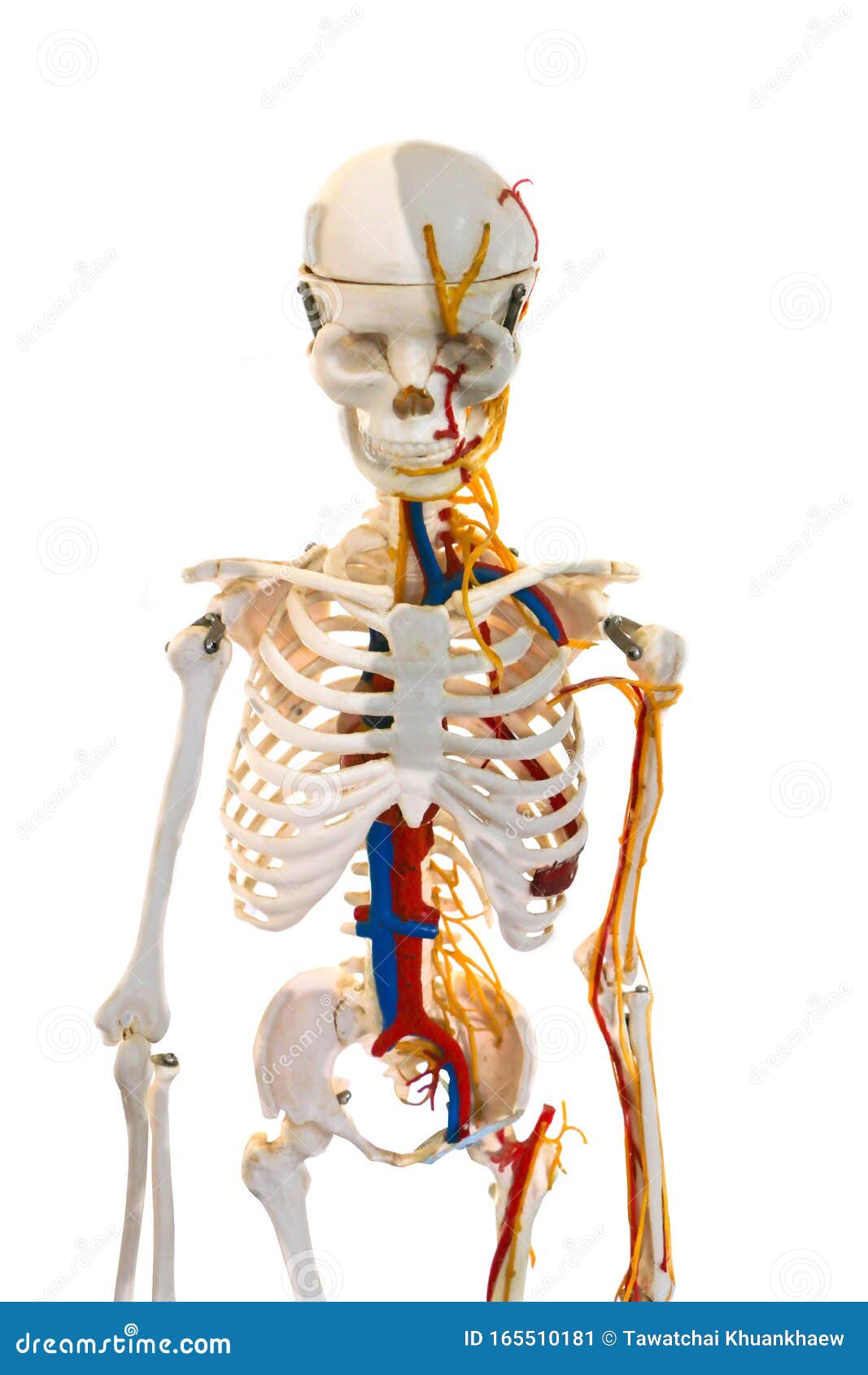 Human Skeleton for Science Education Stock Image - Image of bones ...