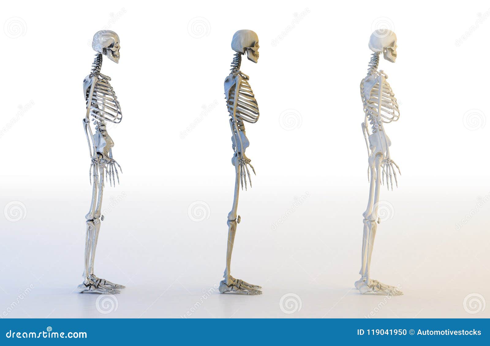 Human Skeleton Set. 3D Illustration Stock Illustration - Illustration ...