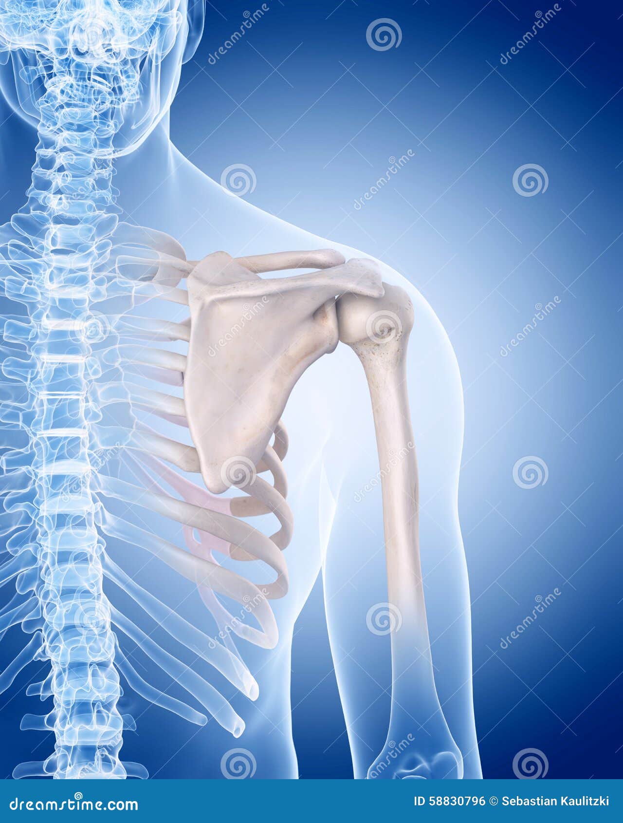 The Human Skeleton - the Shoulder Stock Illustration - Illustration of ...