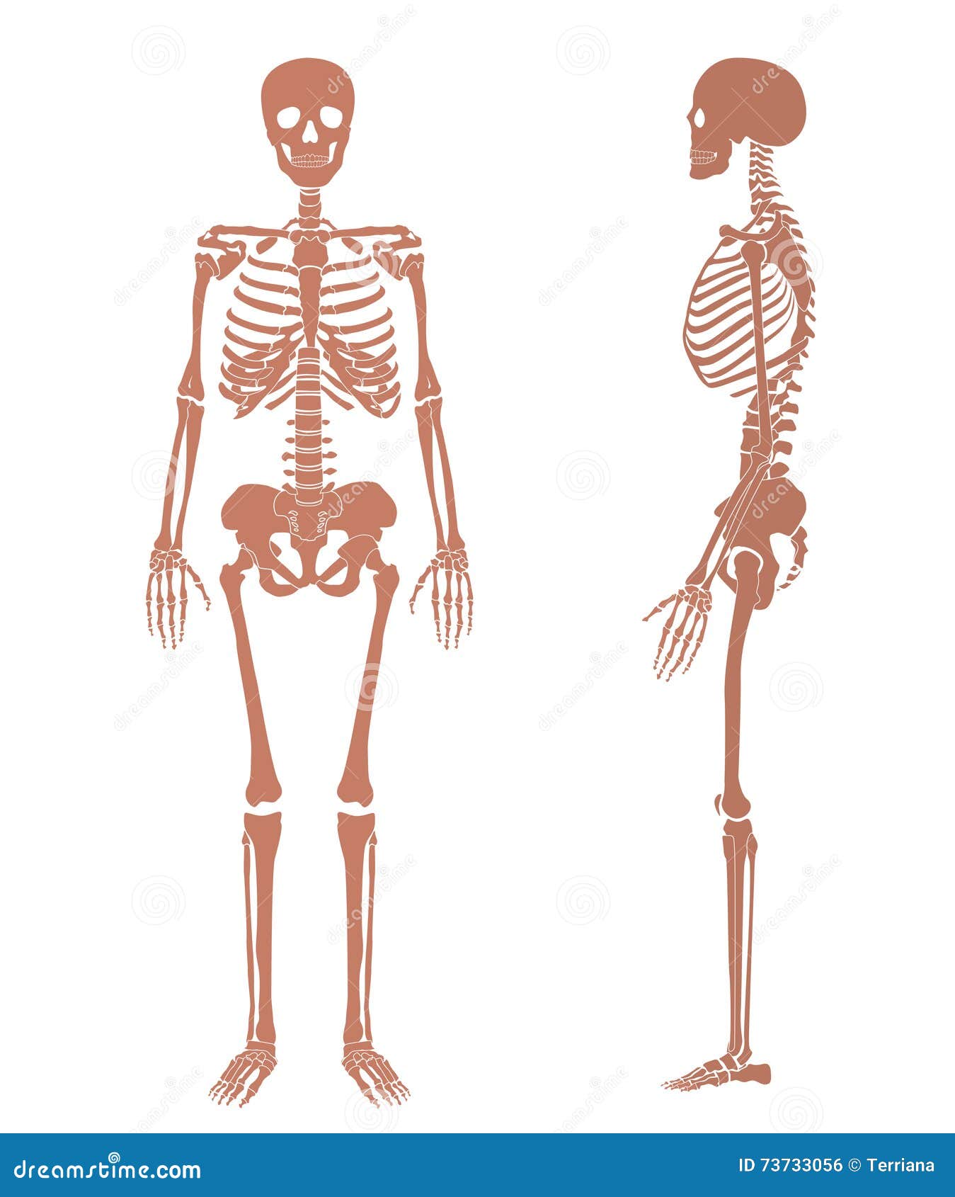 Human Skeleton Silhouette Set Stock Illustration - Illustration of ...
