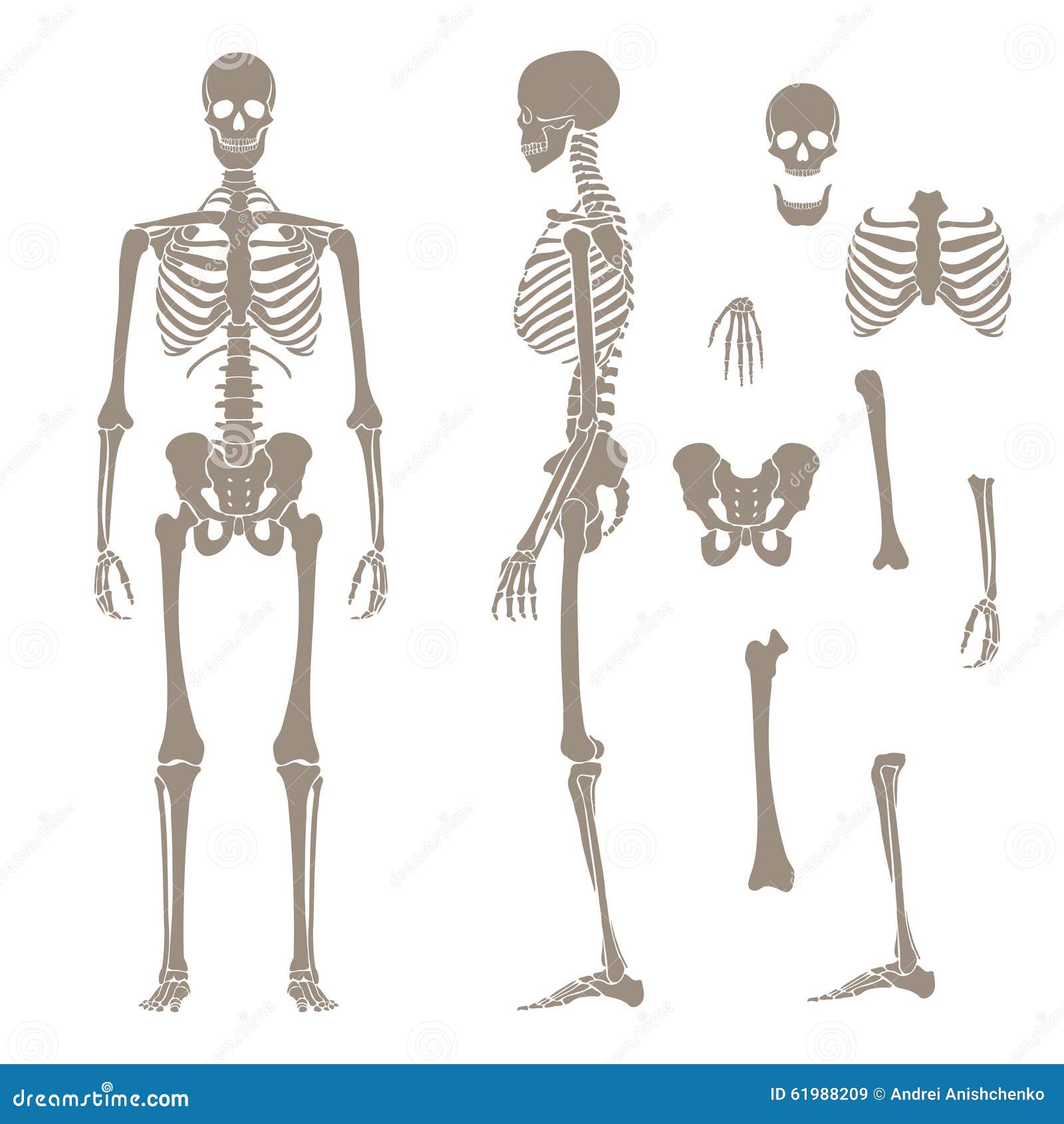 Tibia. Silhouette. Vector Illustration. An Integral Part Of The ...