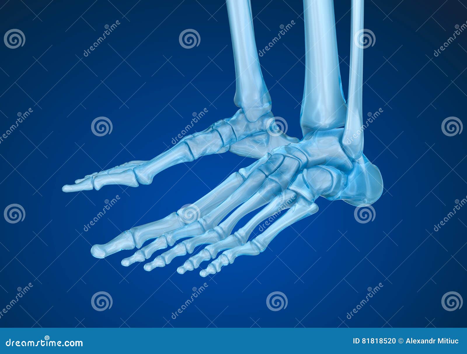 Human Skeleton: Skeletal Foot. Stock Illustration - Illustration of ...
