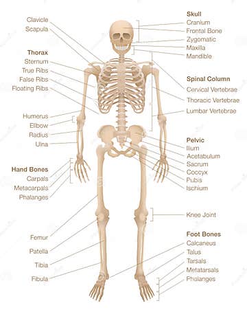 Human Skeleton Skeletal System Chart Labeled Bones Names Stock Vector ...