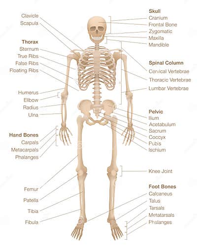 Human Skeleton Skeletal System Chart Labeled Bones Names Stock Vector ...