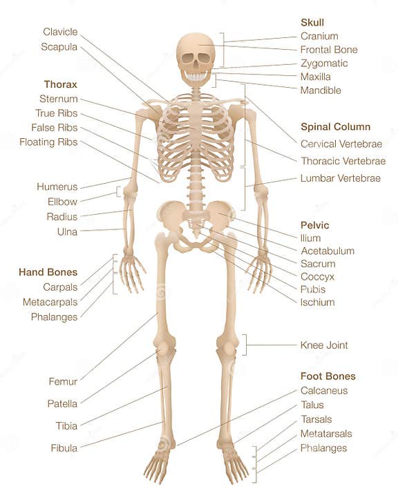 Human Skeleton Skeletal System Chart Labeled Bones Names Stock Vector ...