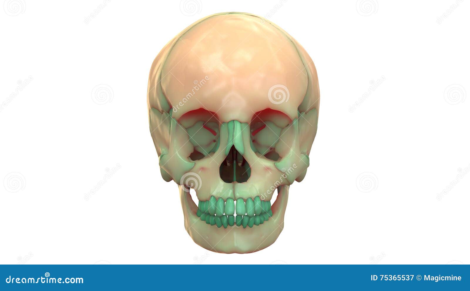 Human Skeleton Skull Anatomy Stock Illustration - Illustration of bones ...