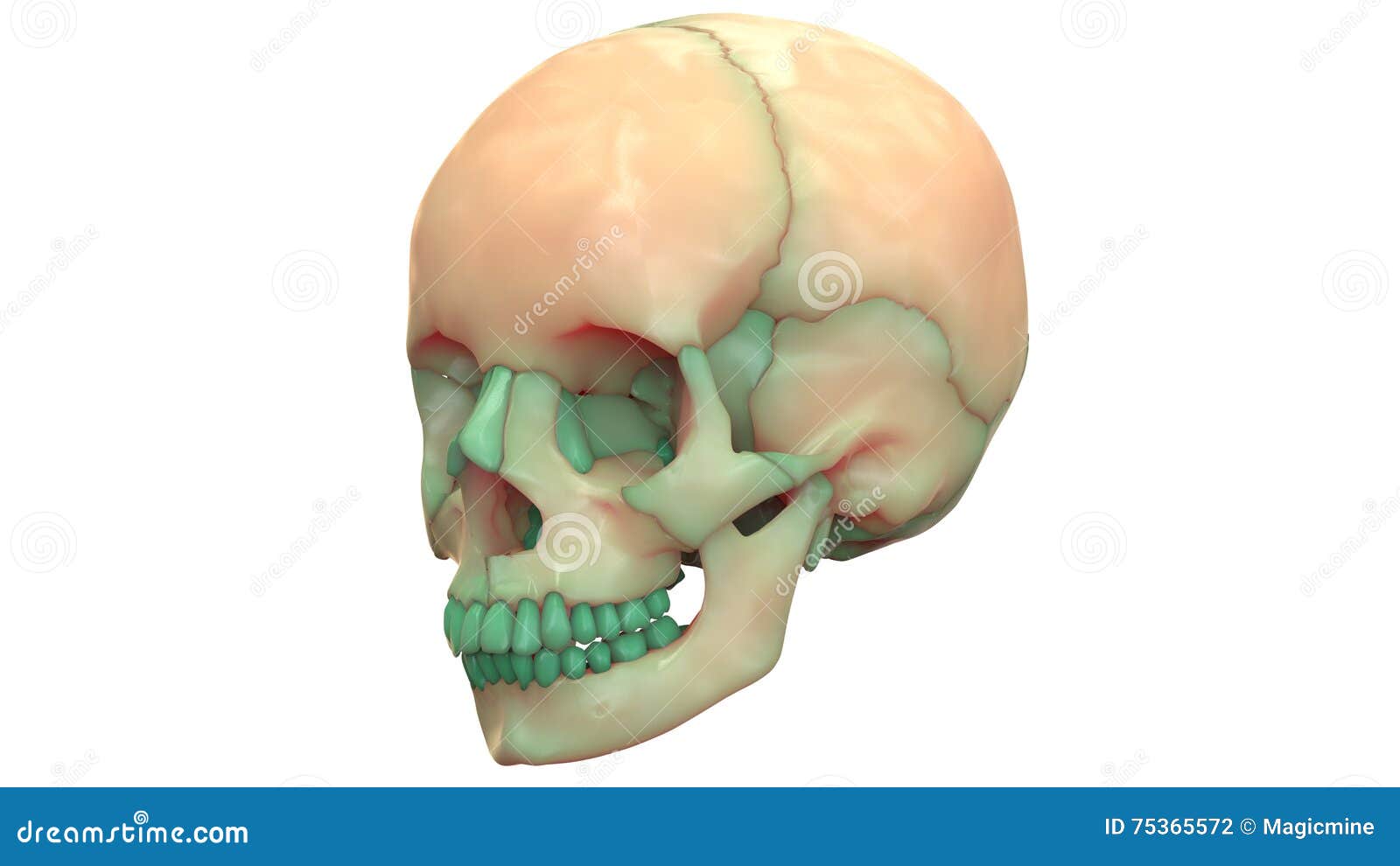 Human Skeleton Skull Anatomy Royalty-Free Stock Image | CartoonDealer ...