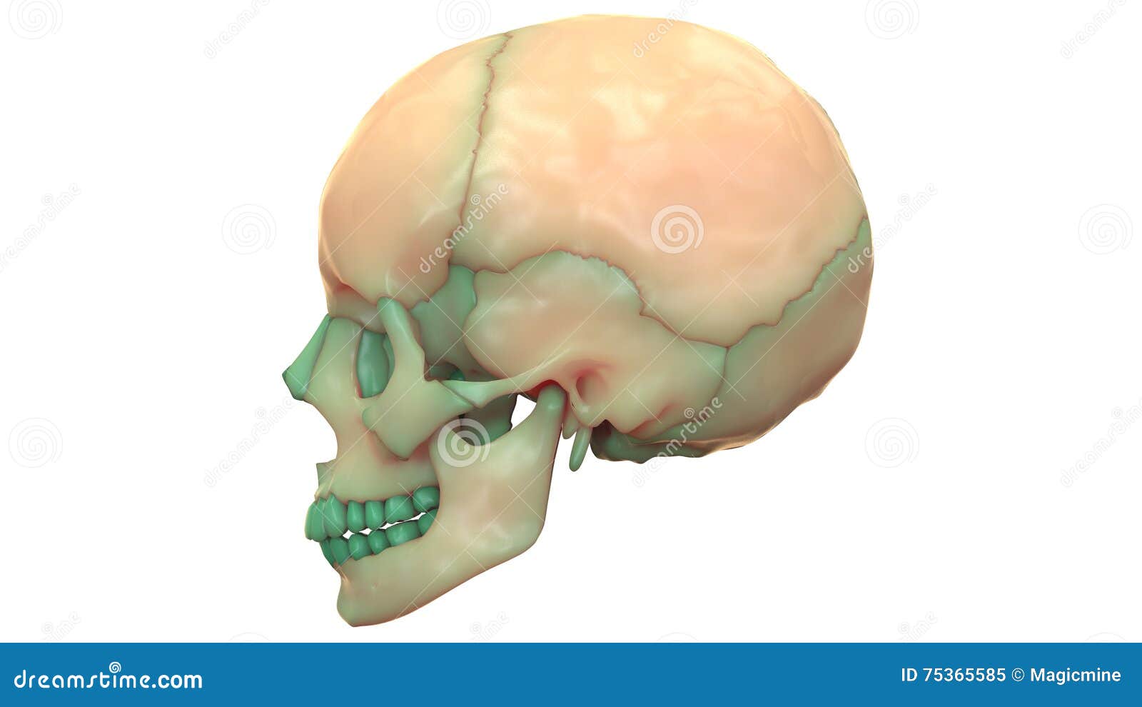 Skeleton Skull Bone Joints Maxilla Anatomy Stock Photography ...